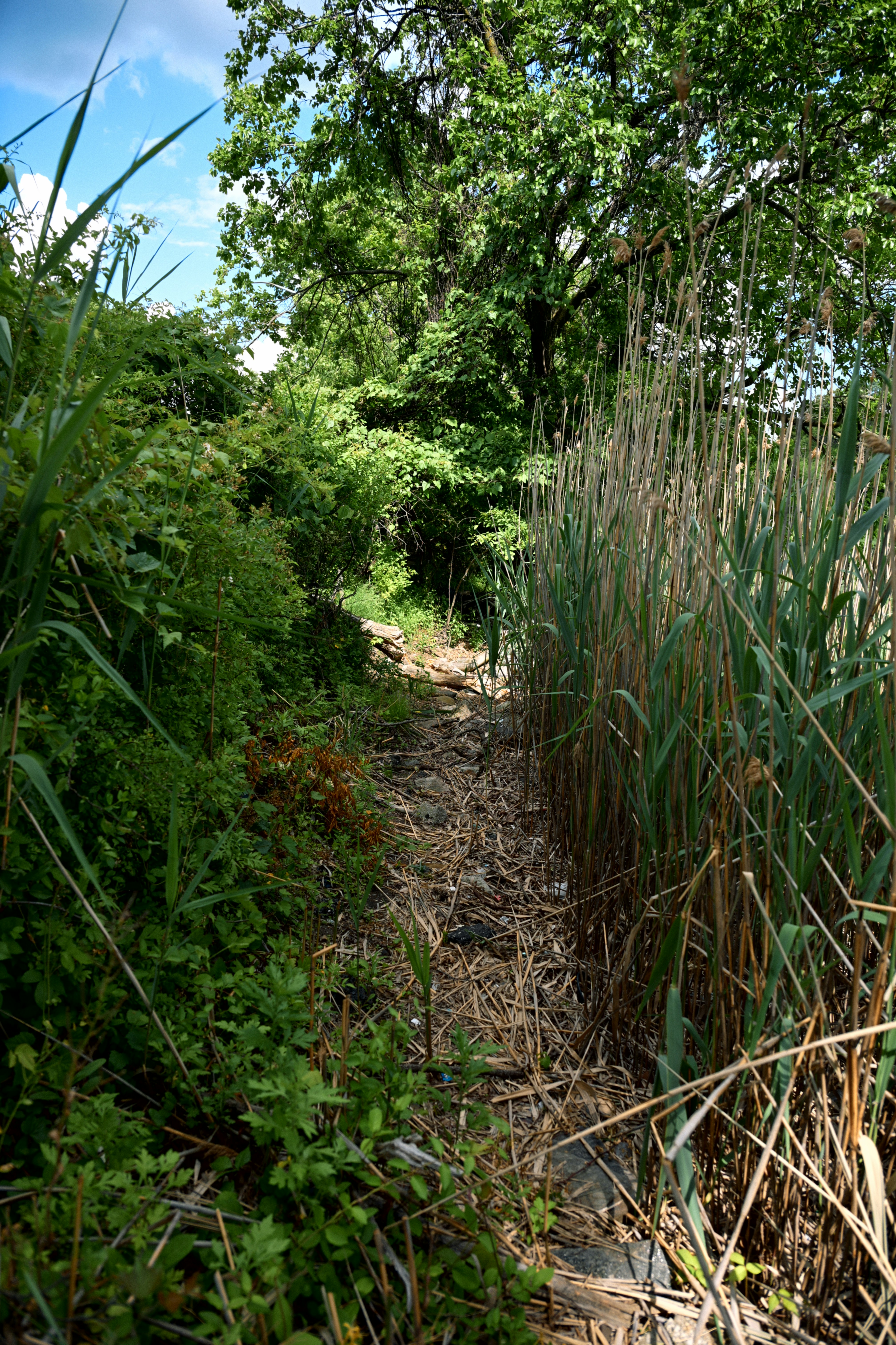 Trail Through a Lush Reed Corridor on a Summer Afternoon