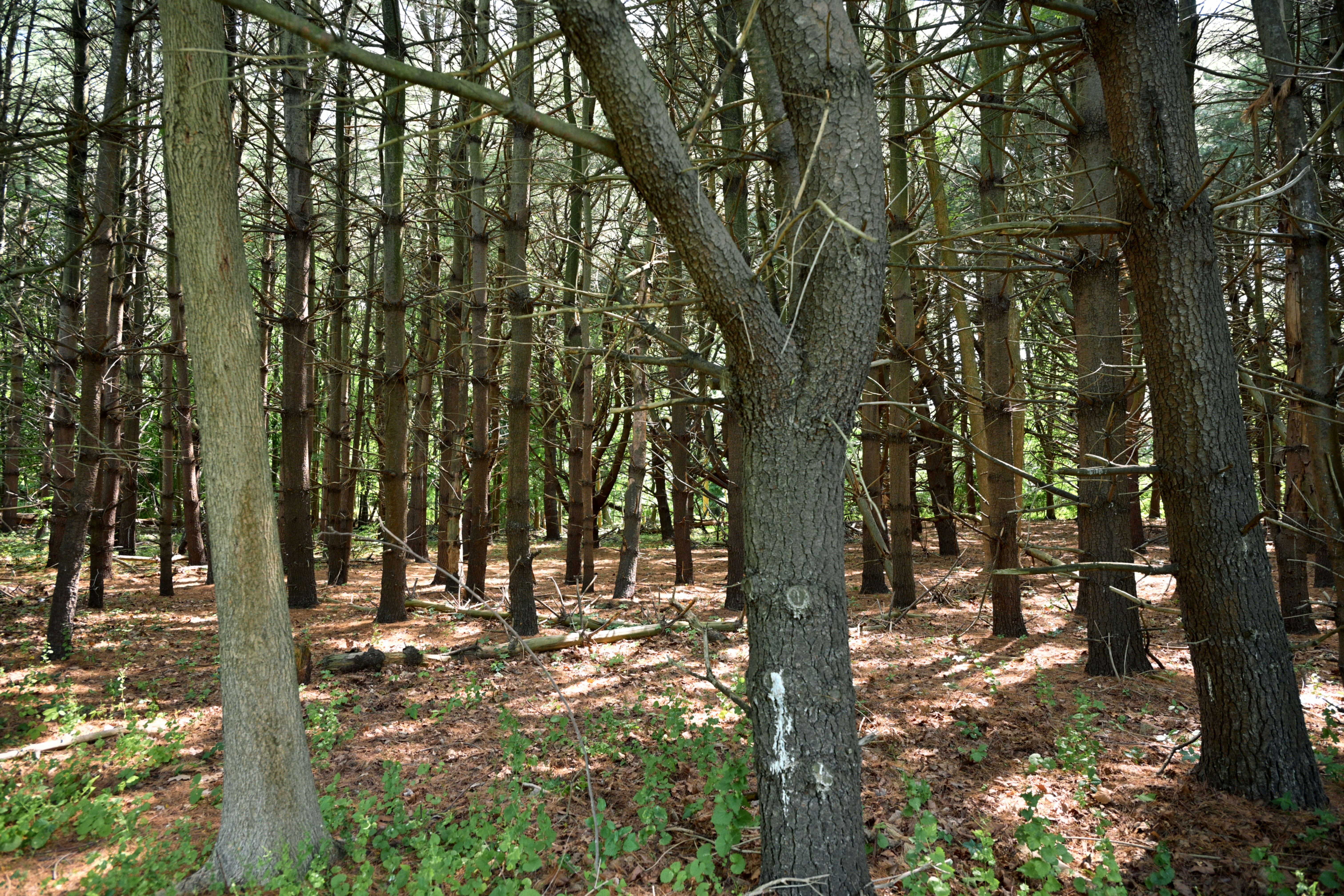 Sunlit Pines: A Quiet Walk Through the Forest Row