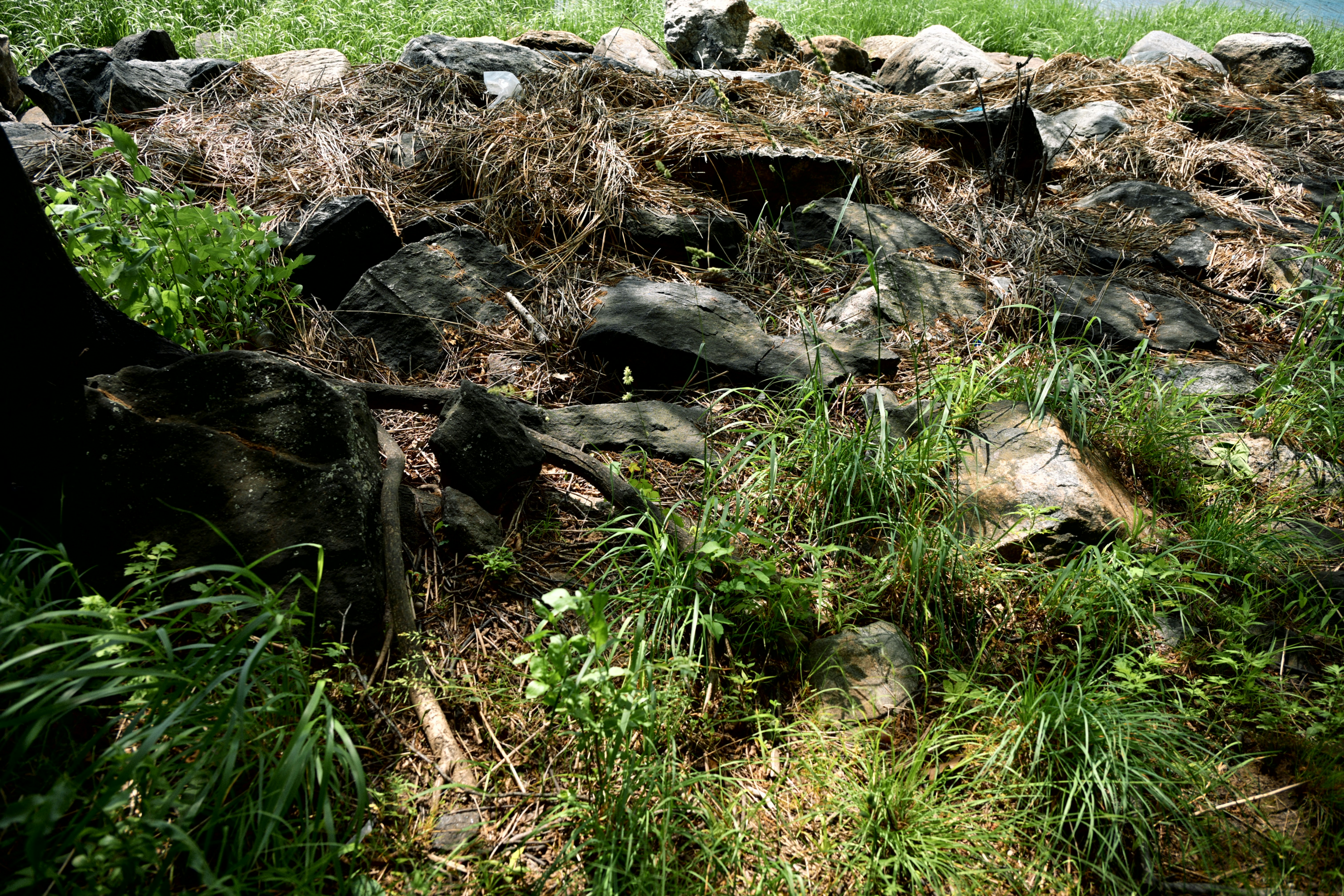 Sunlit Stones and Wild Grass at the Edge of a Stone Wall