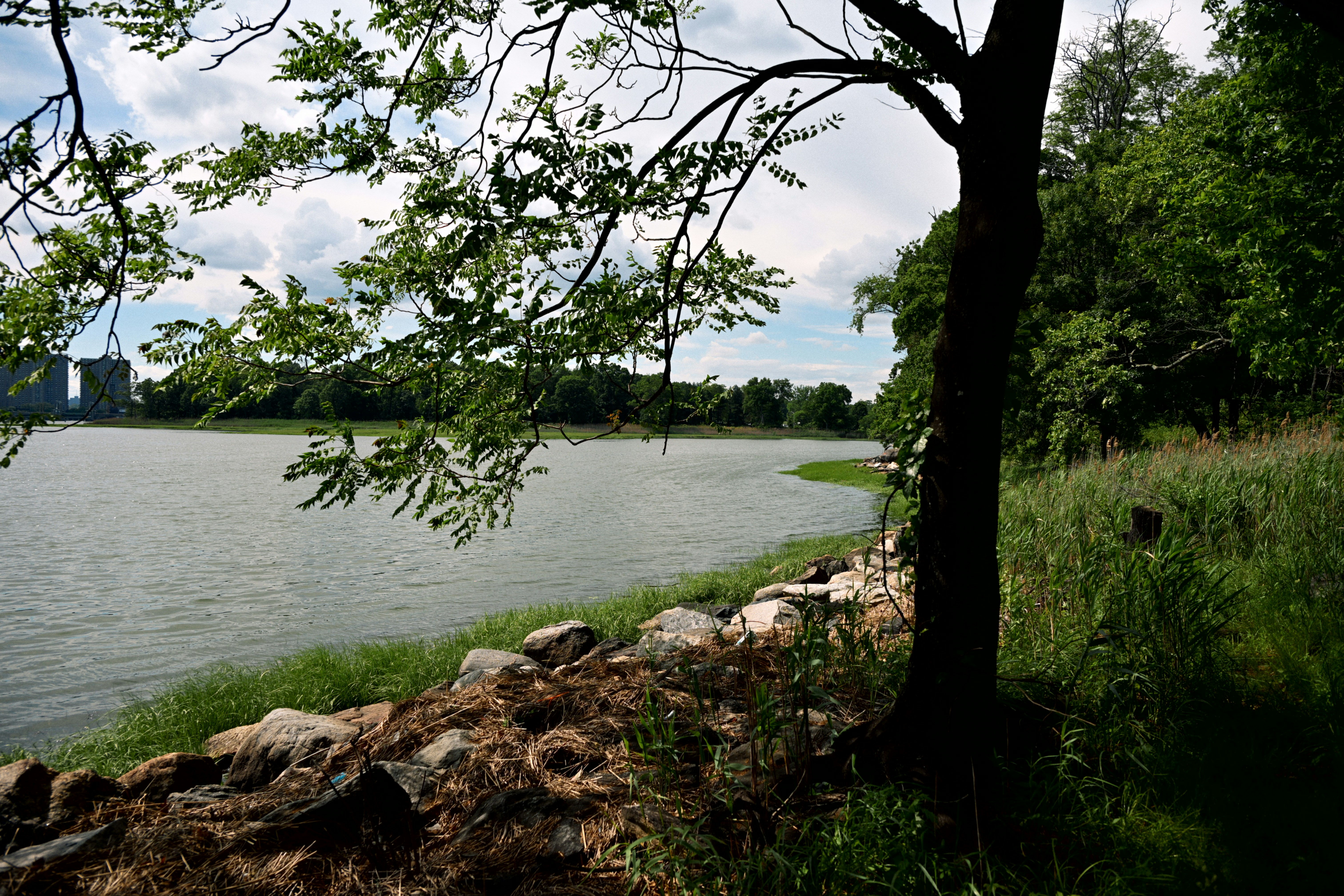 Shoreline Veil: Dappled Light by the Water