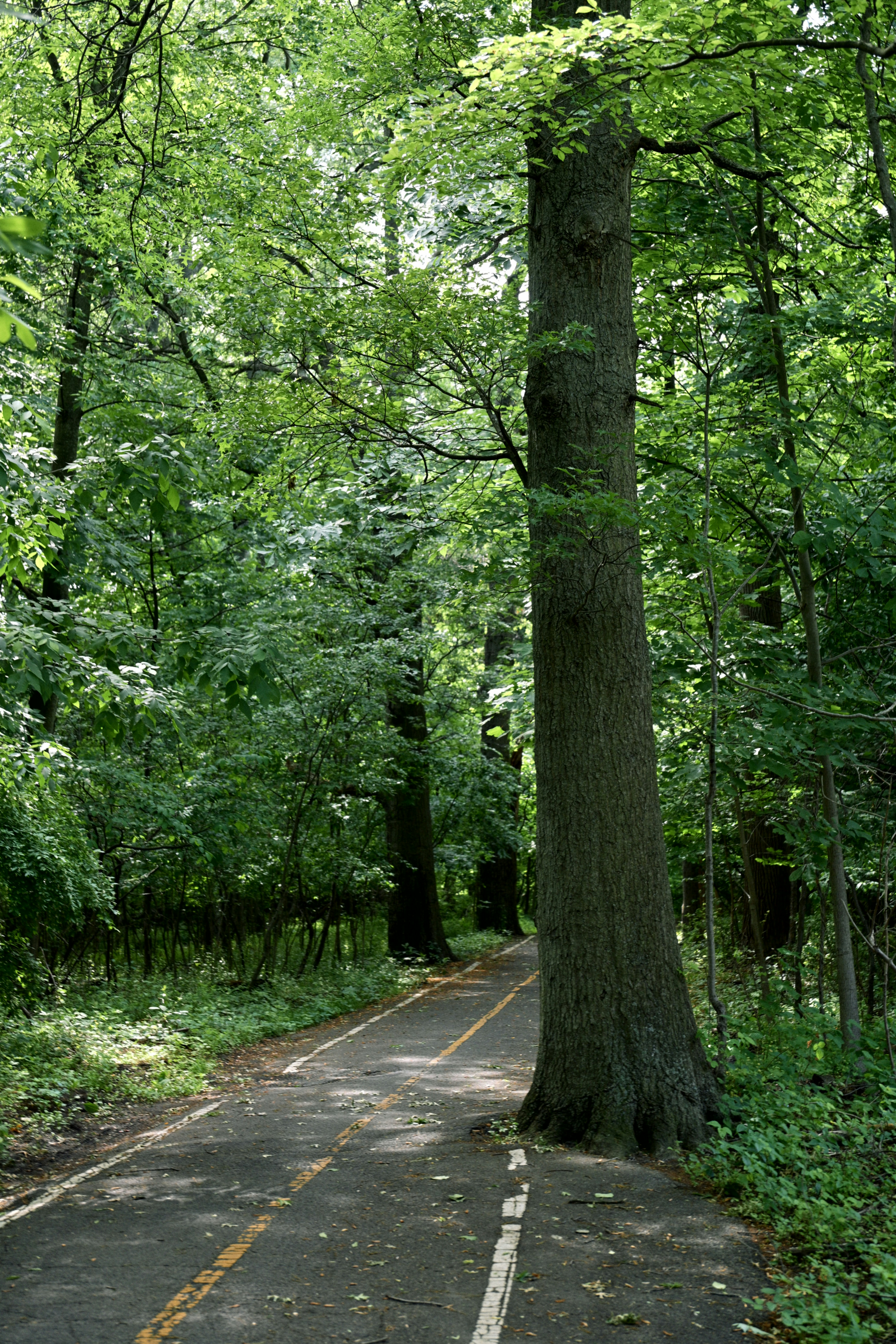 Path Through the Quiet Green Corridor