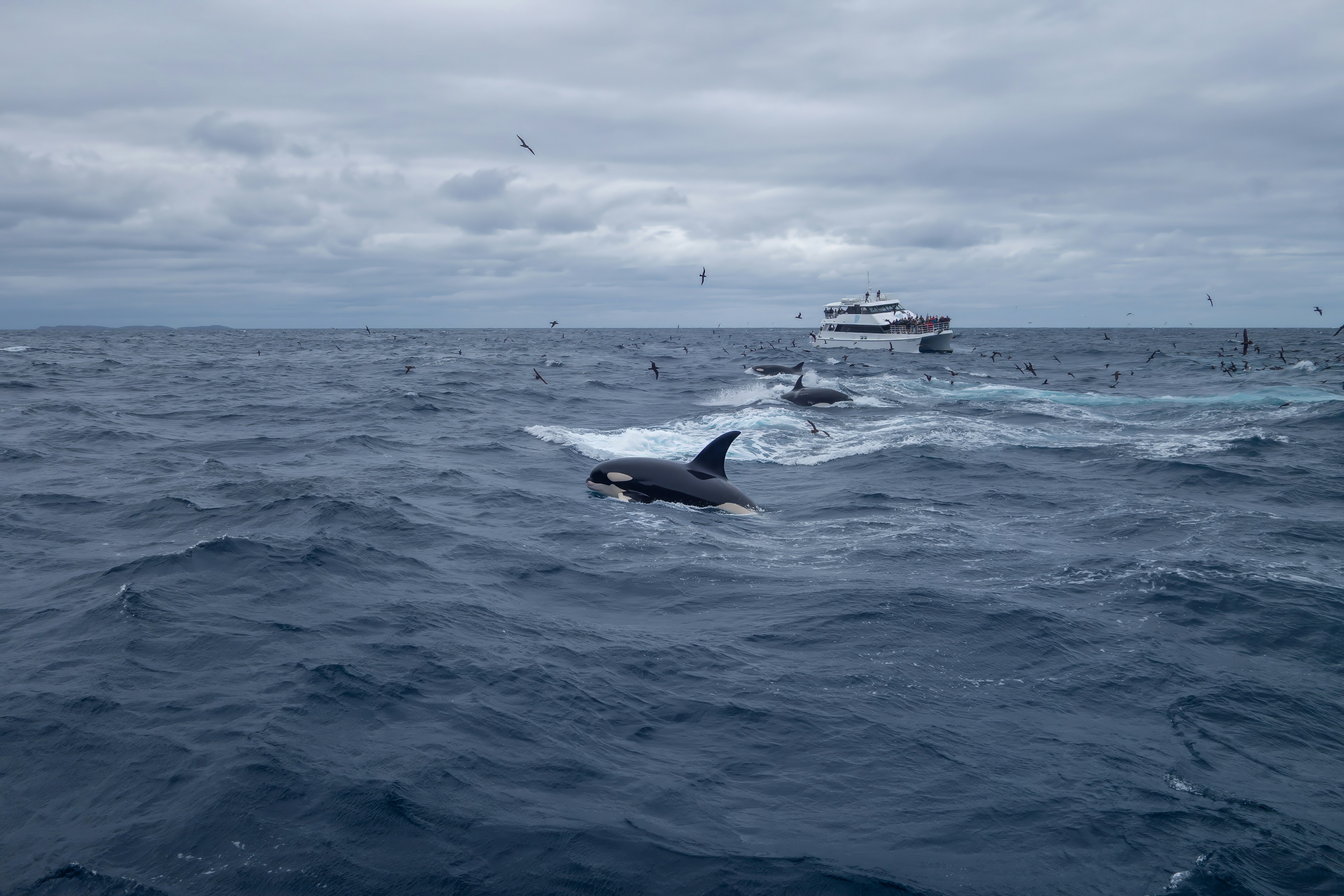 Chase on the Choppy Horizon: A Whale‑watchingер flotilla slicing through teal Atlantic swells