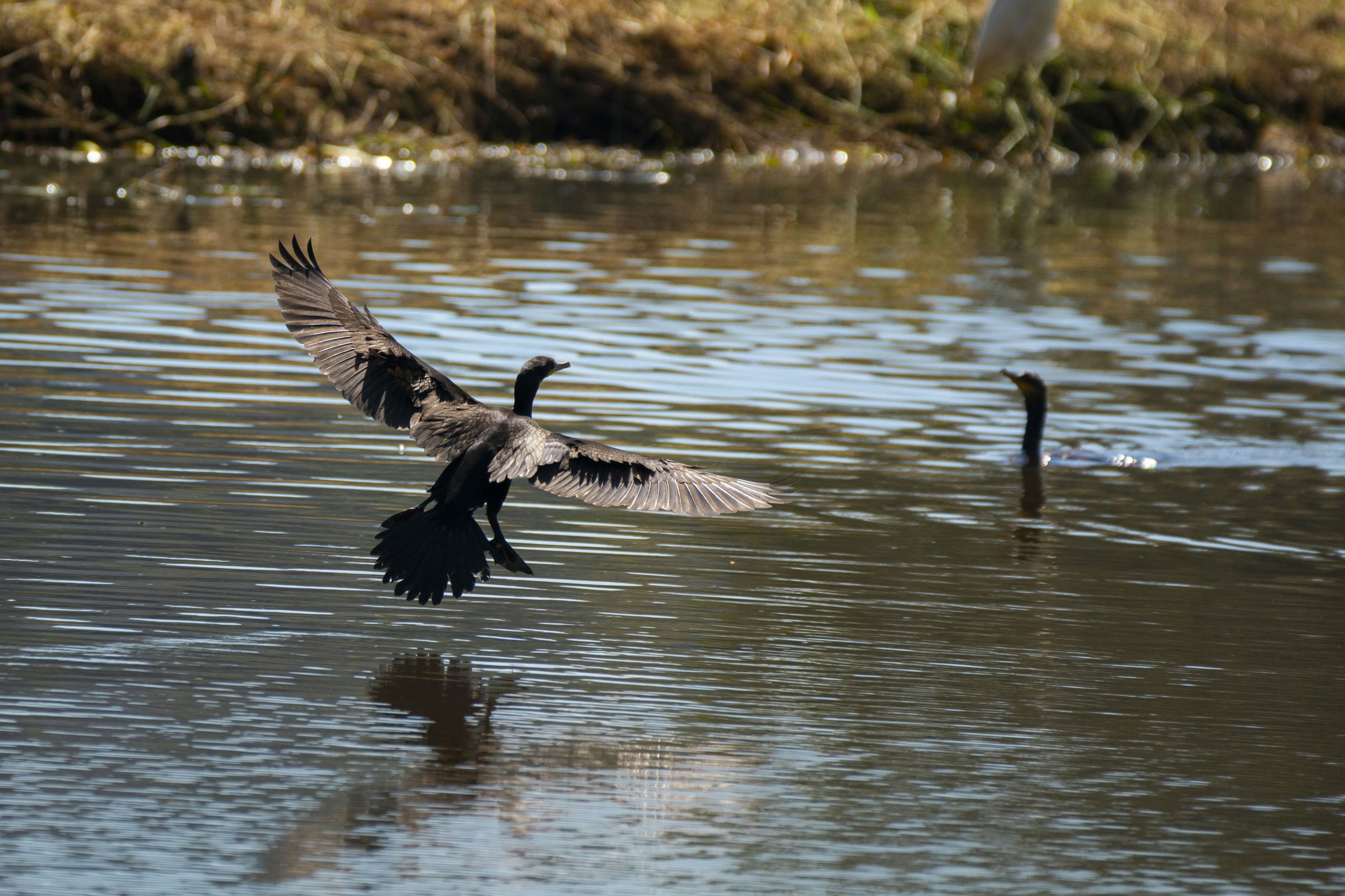 Mid-Flight Black Cormorant Over Quiet River