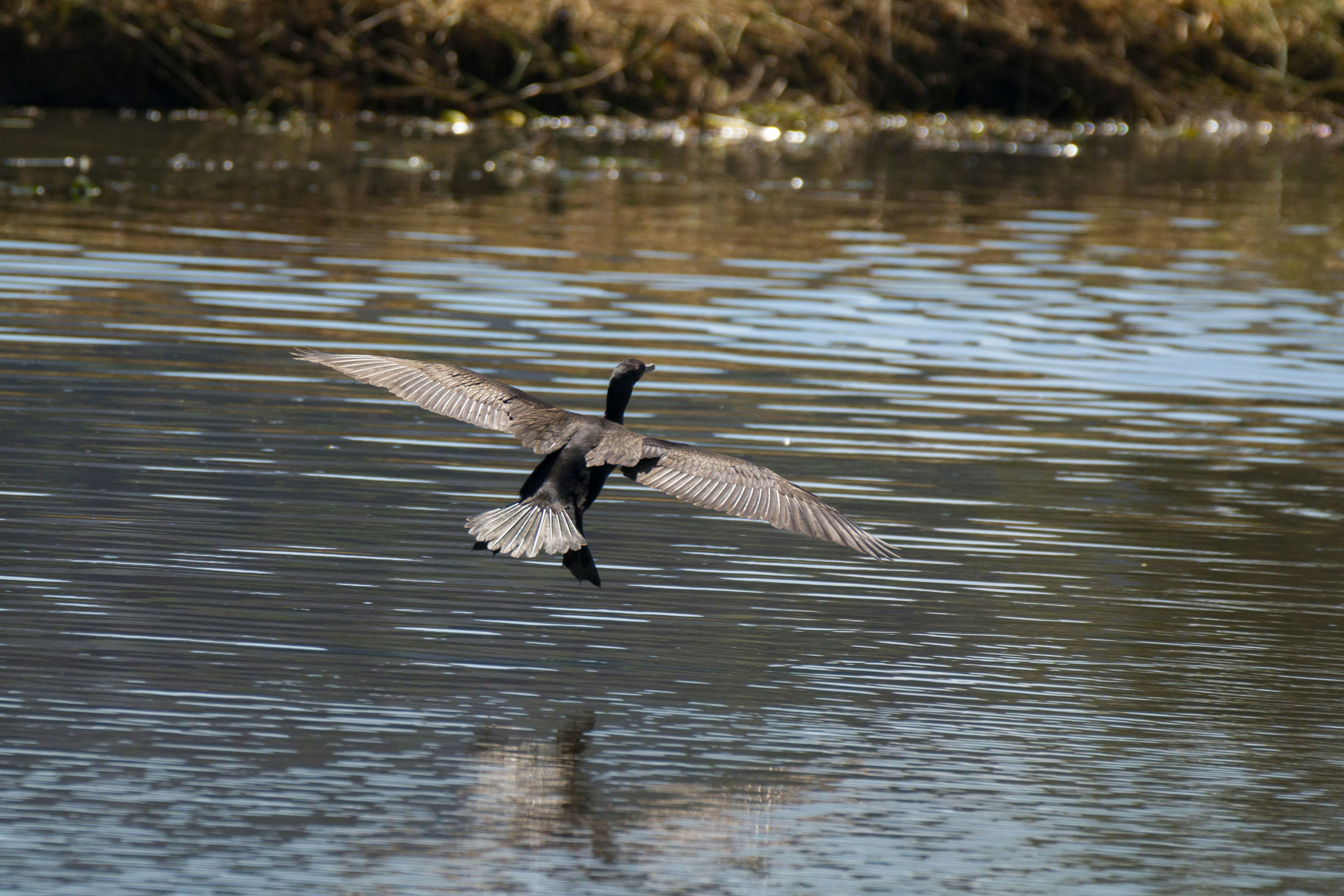 Wingbeat Over a Quiet River: A Swift Glance at a Flight Silhouette