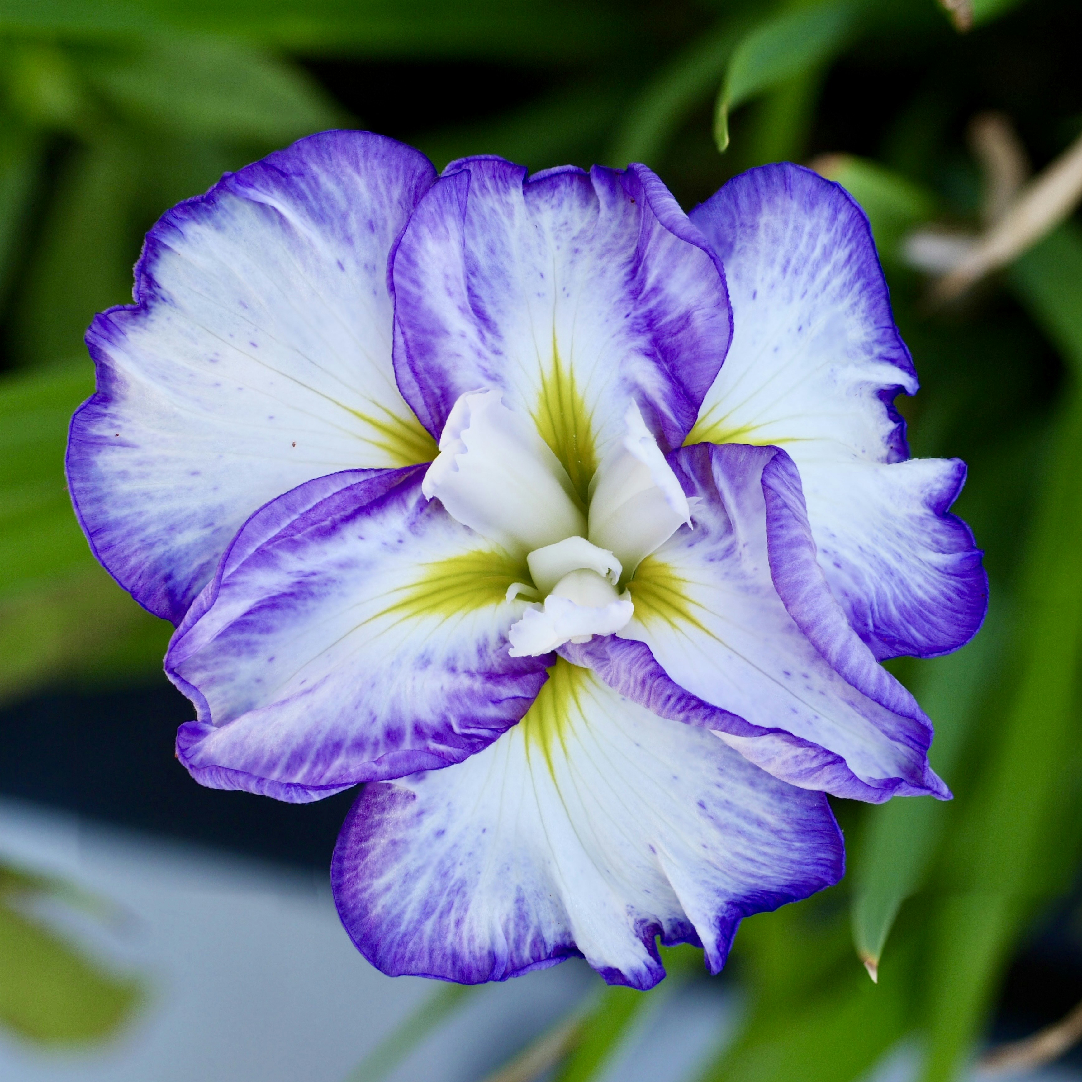 Iris ensata flower