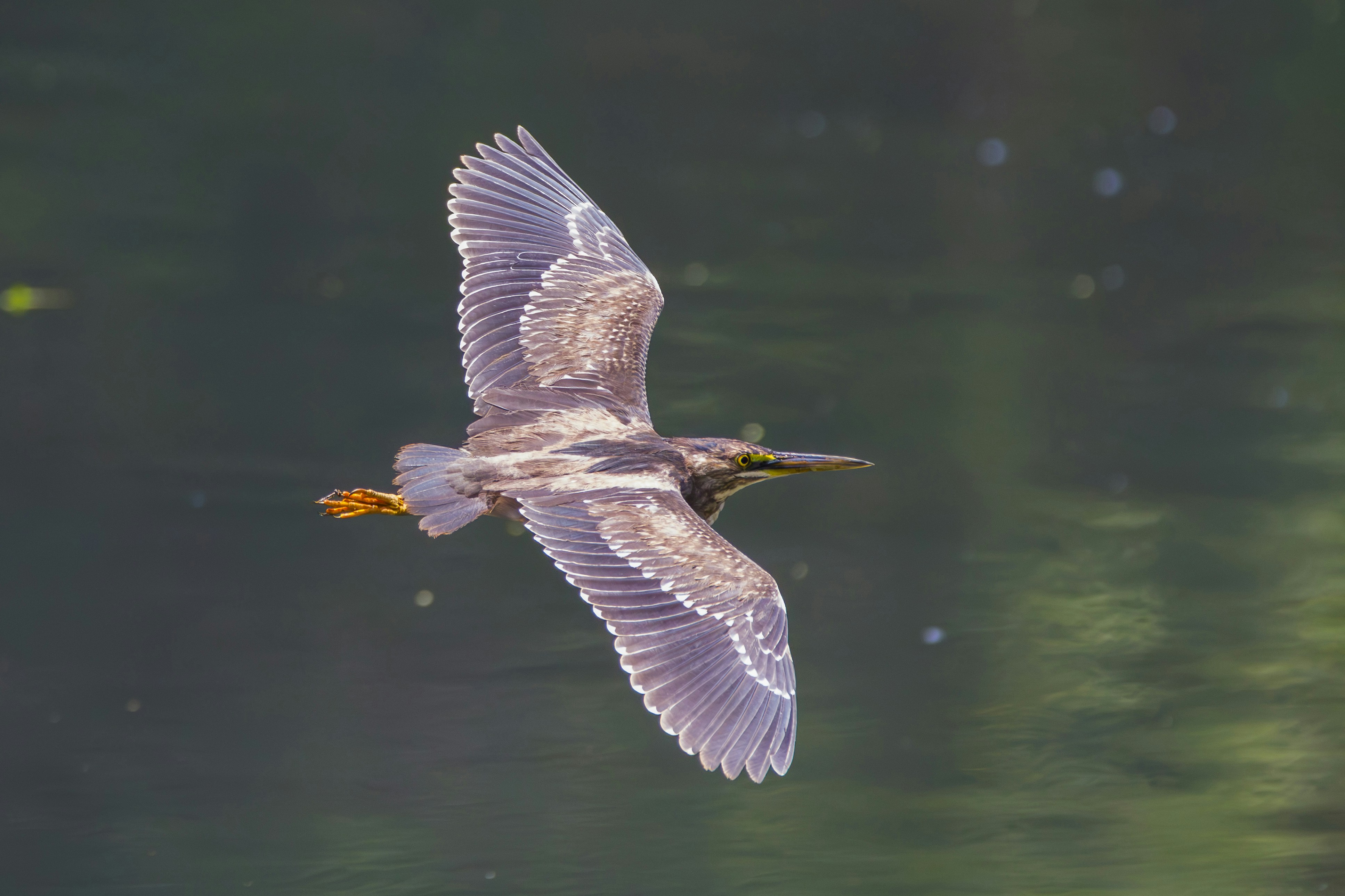 Azure-Hued Glide: A Ringed Heron in Azure Quiet