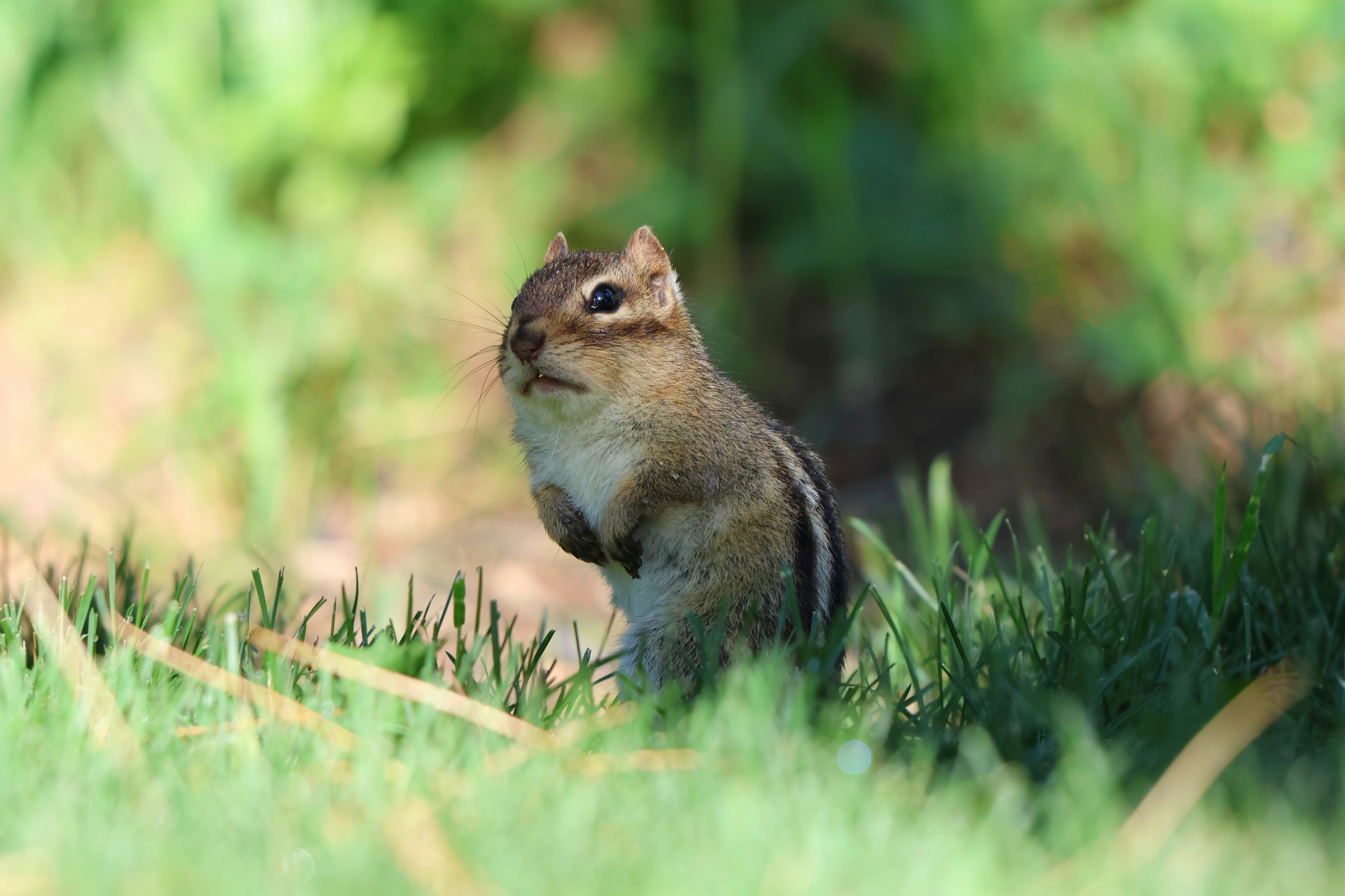 Squirrel Sentinel in Sunlit Grass