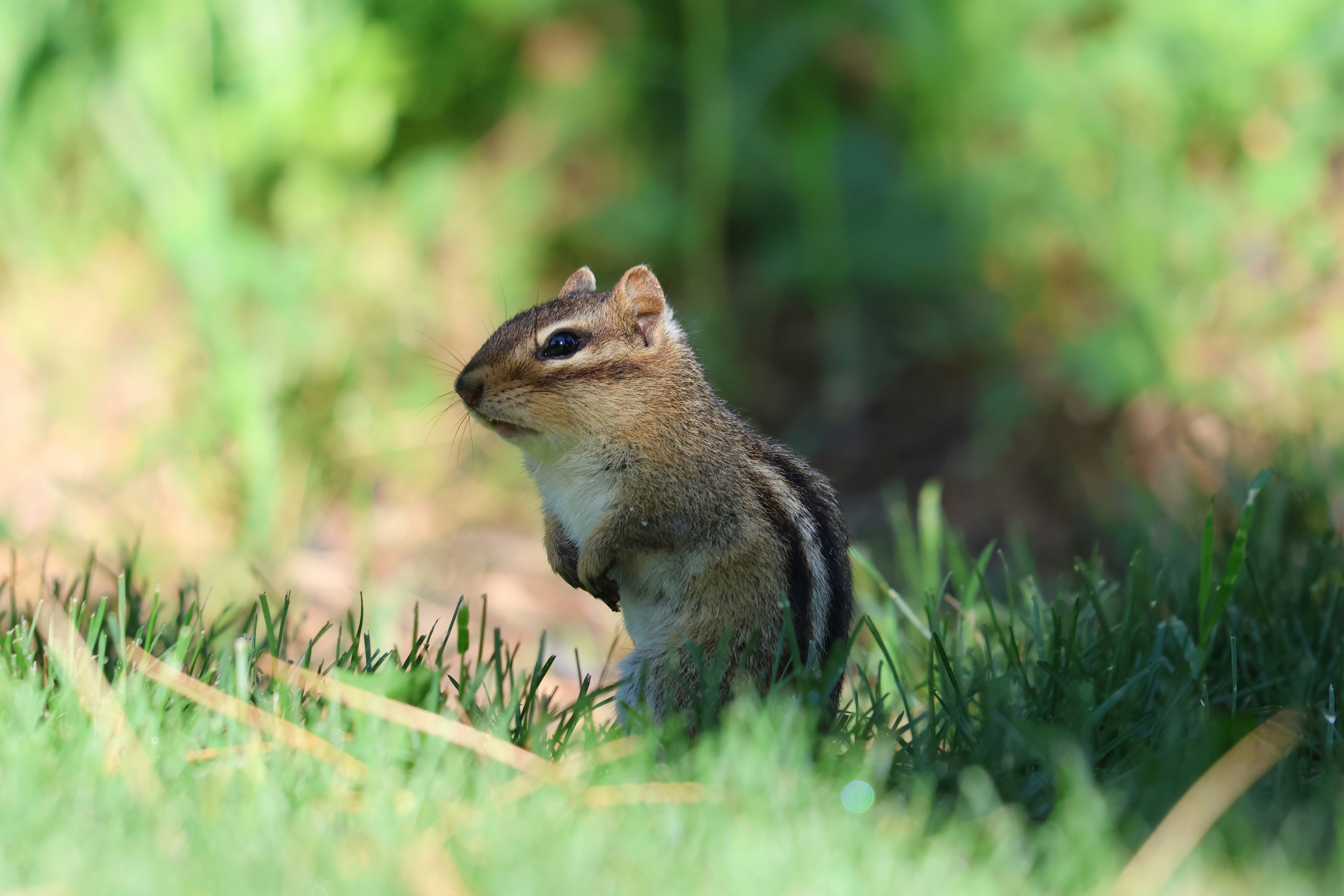 Burrow Sentinel: A curious ground squirrel pauses in sunlit grass