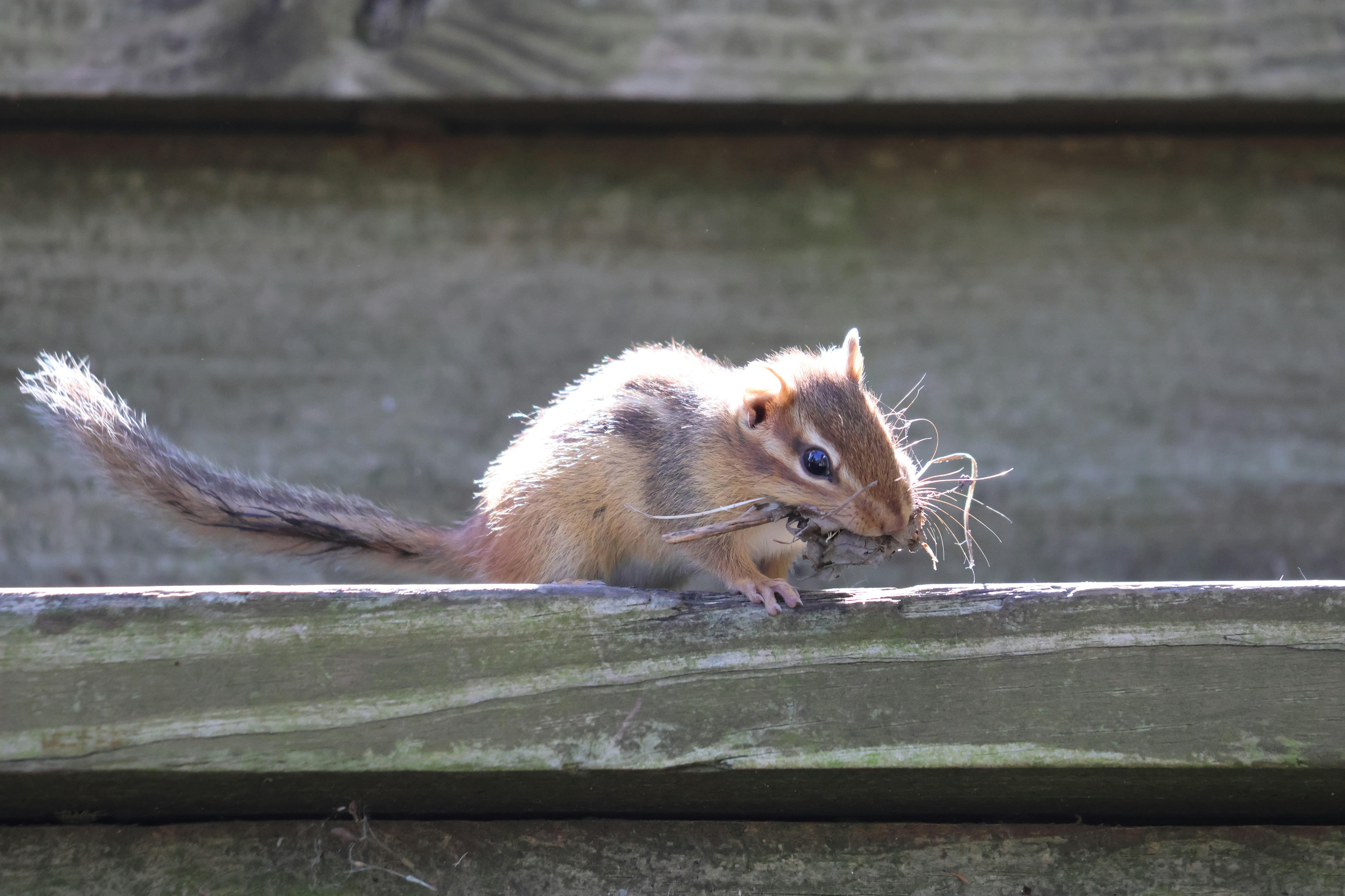 A young Chipmunk gathers nest materials