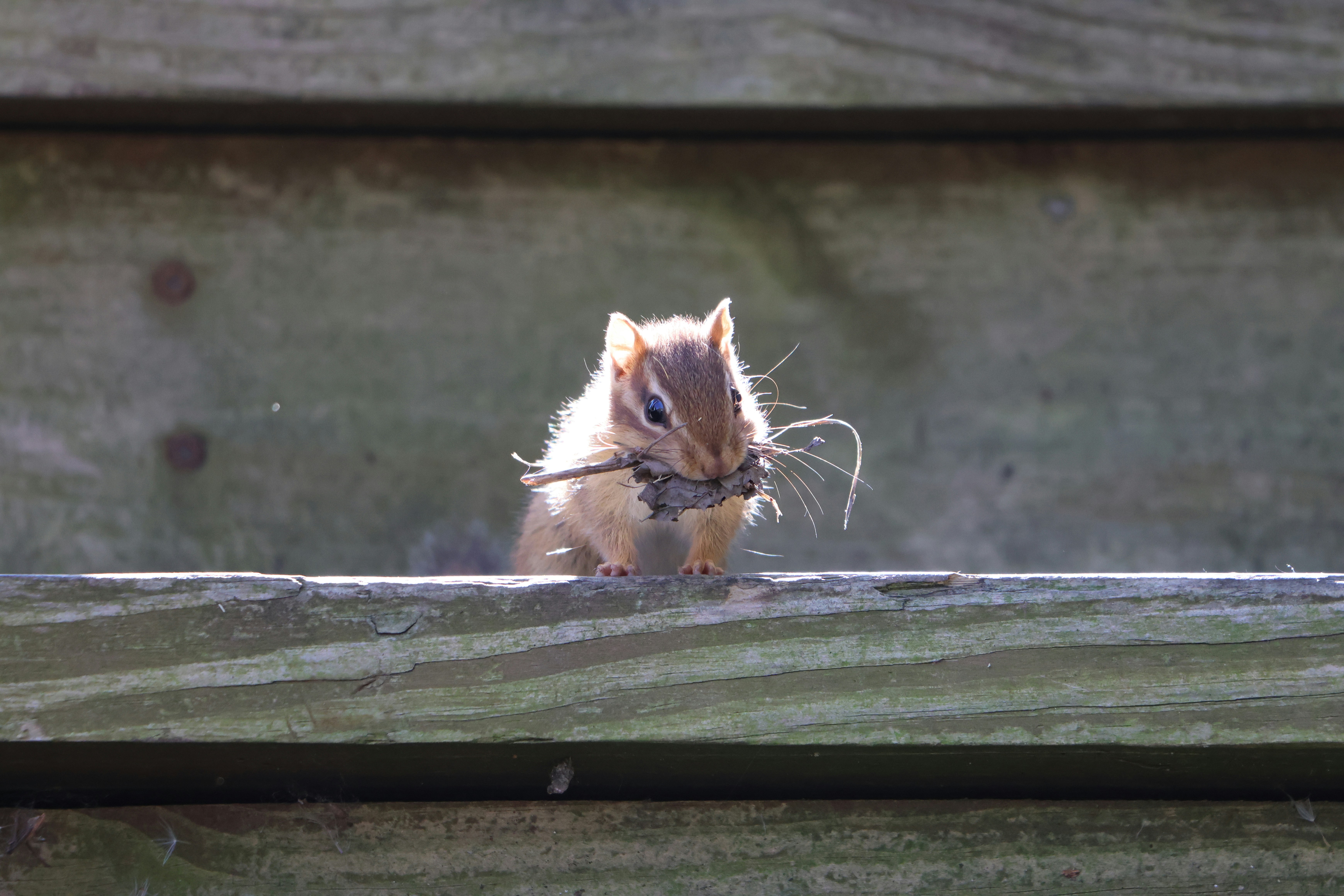 A young Chipmunk gathers nest materials