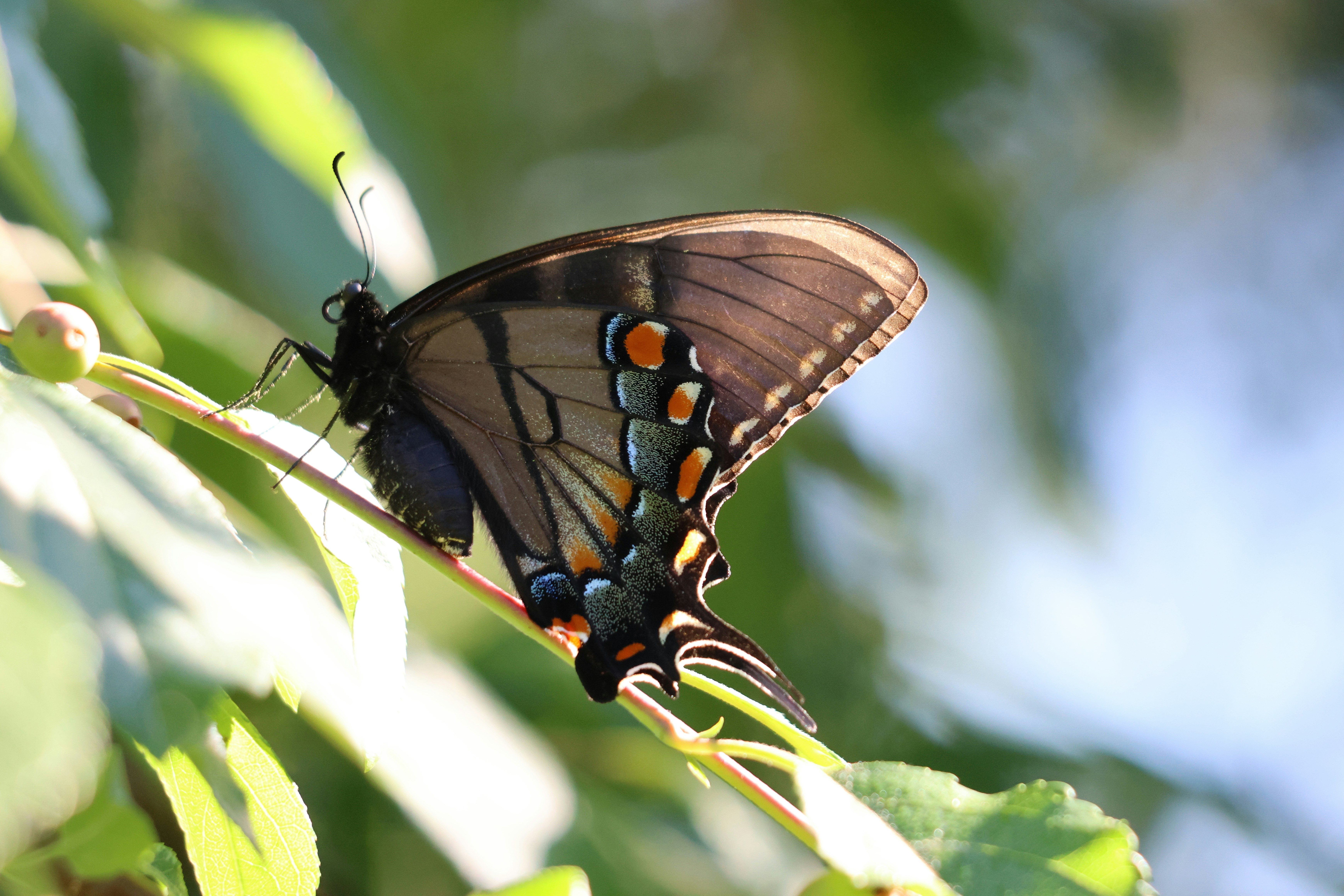 Azure-tailed Swallowtail on a Sunlit Leaf