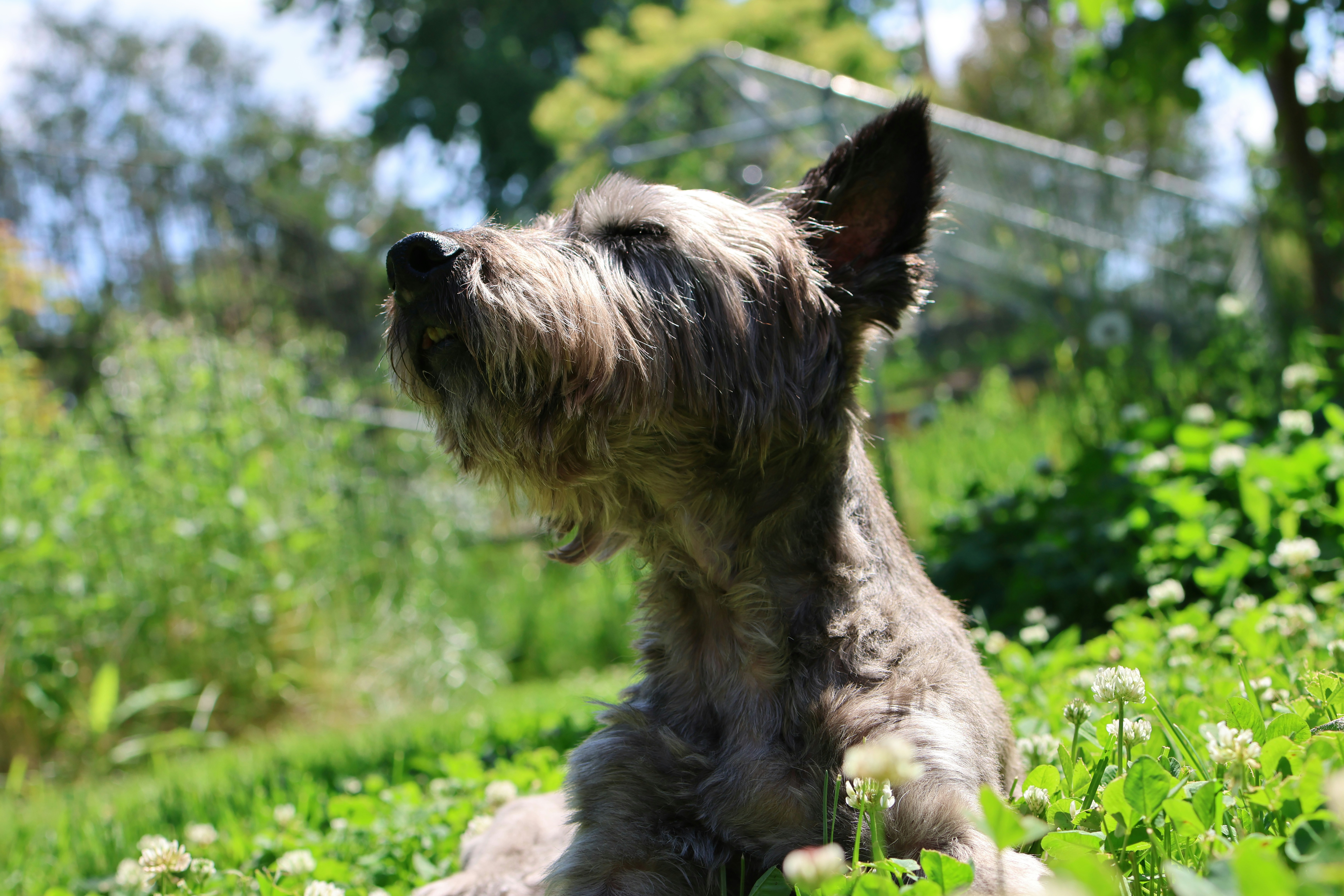 Mr Chewie enjoying the warm June Sun with clover flowers, green grass & a flowering Snowdance Lilac tree in the background