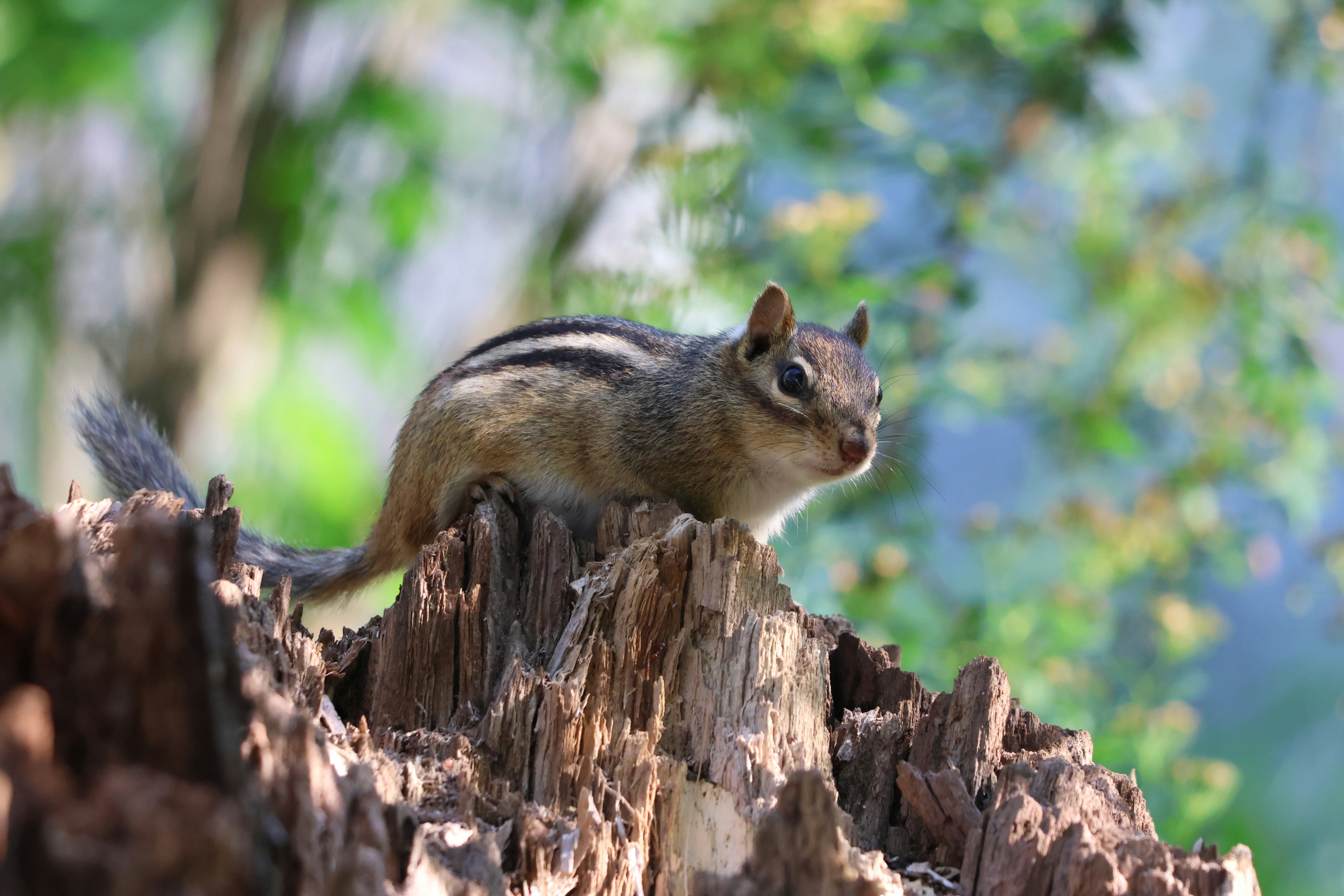 Squirrel Sentinel: Perched on Weathered Bark Above a Quiet Forest