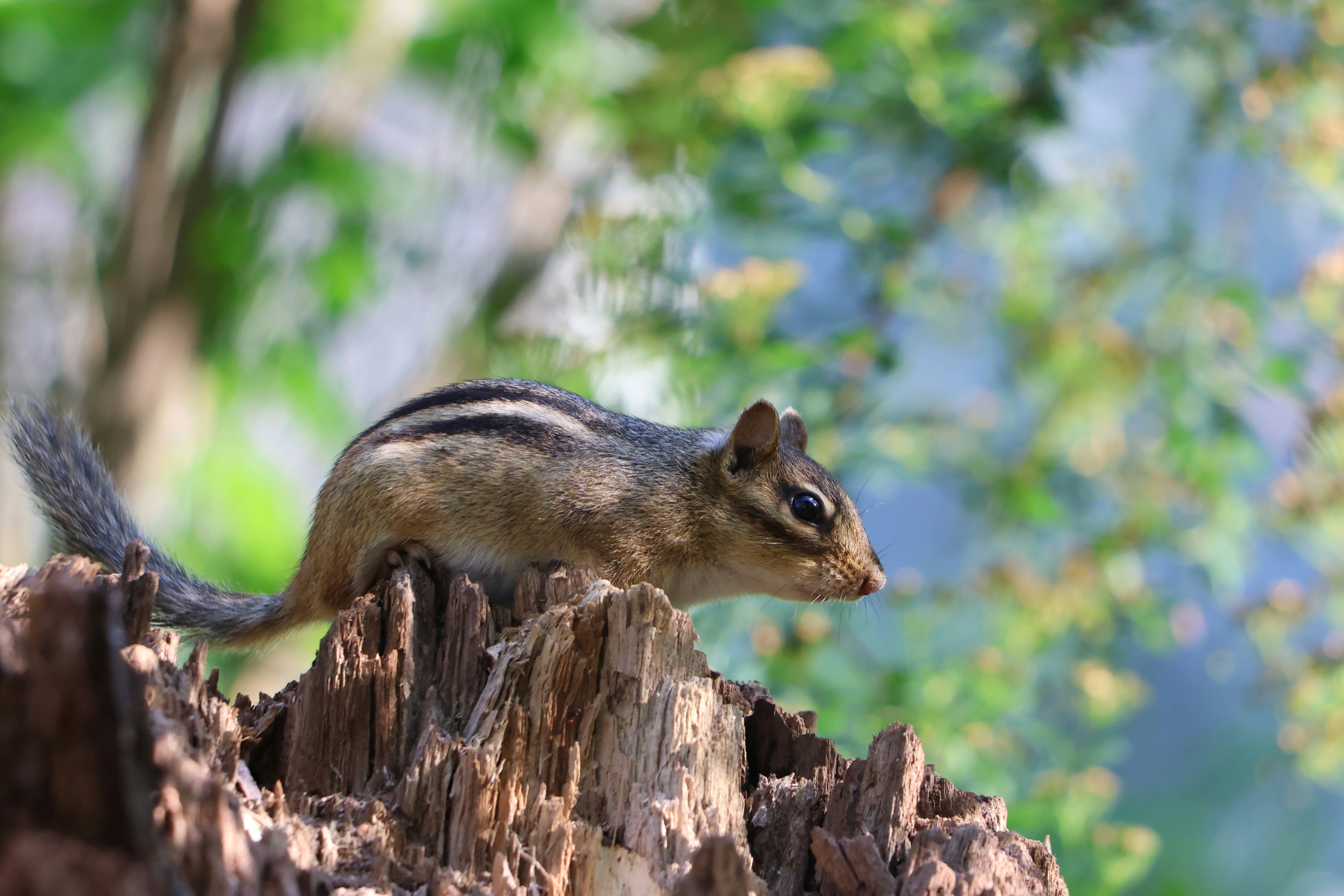 Chipmunk Perched on a Bark Majestic in the Sunlit Woodland