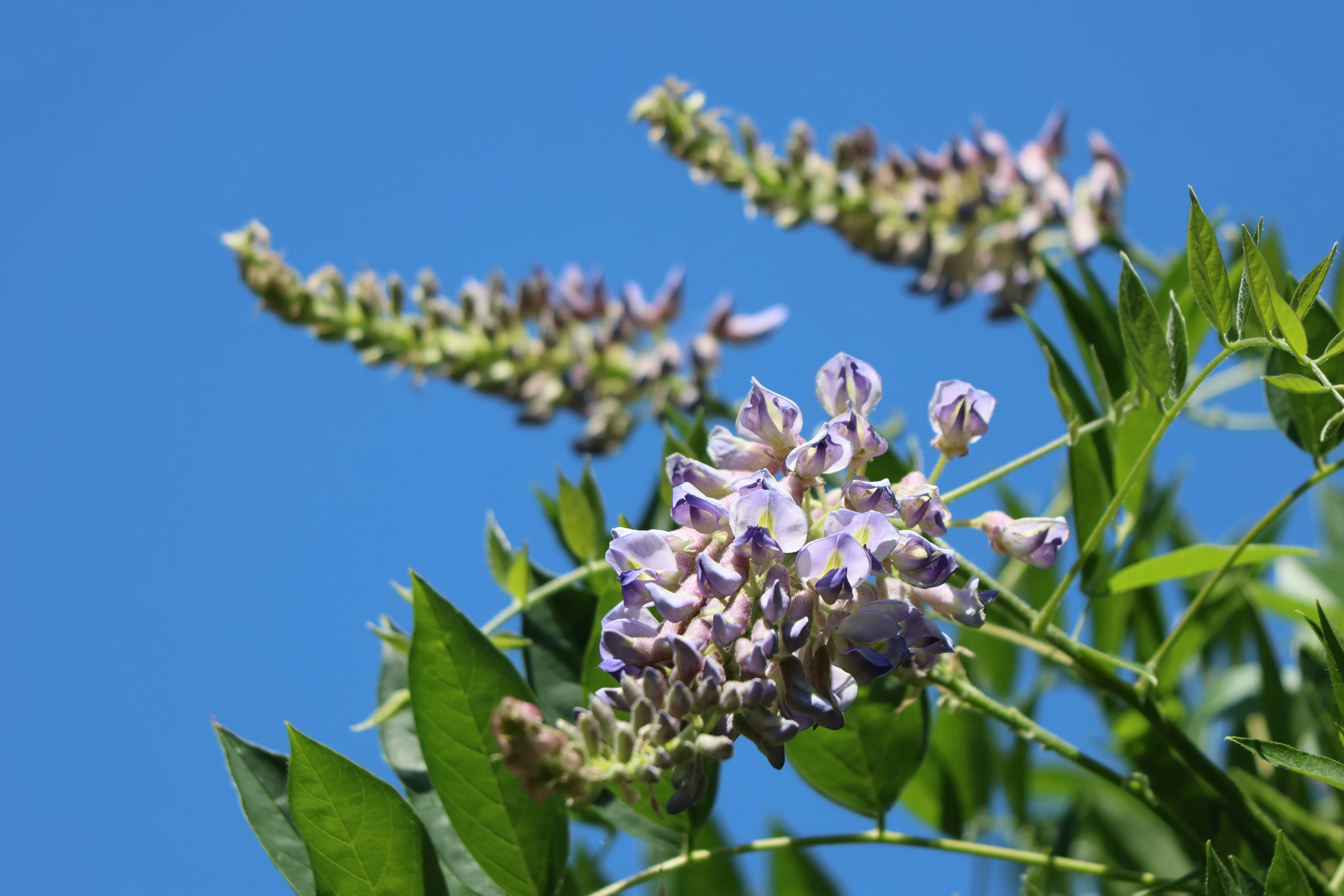 Lavender-tinged blossoms reach toward a clear blue sky