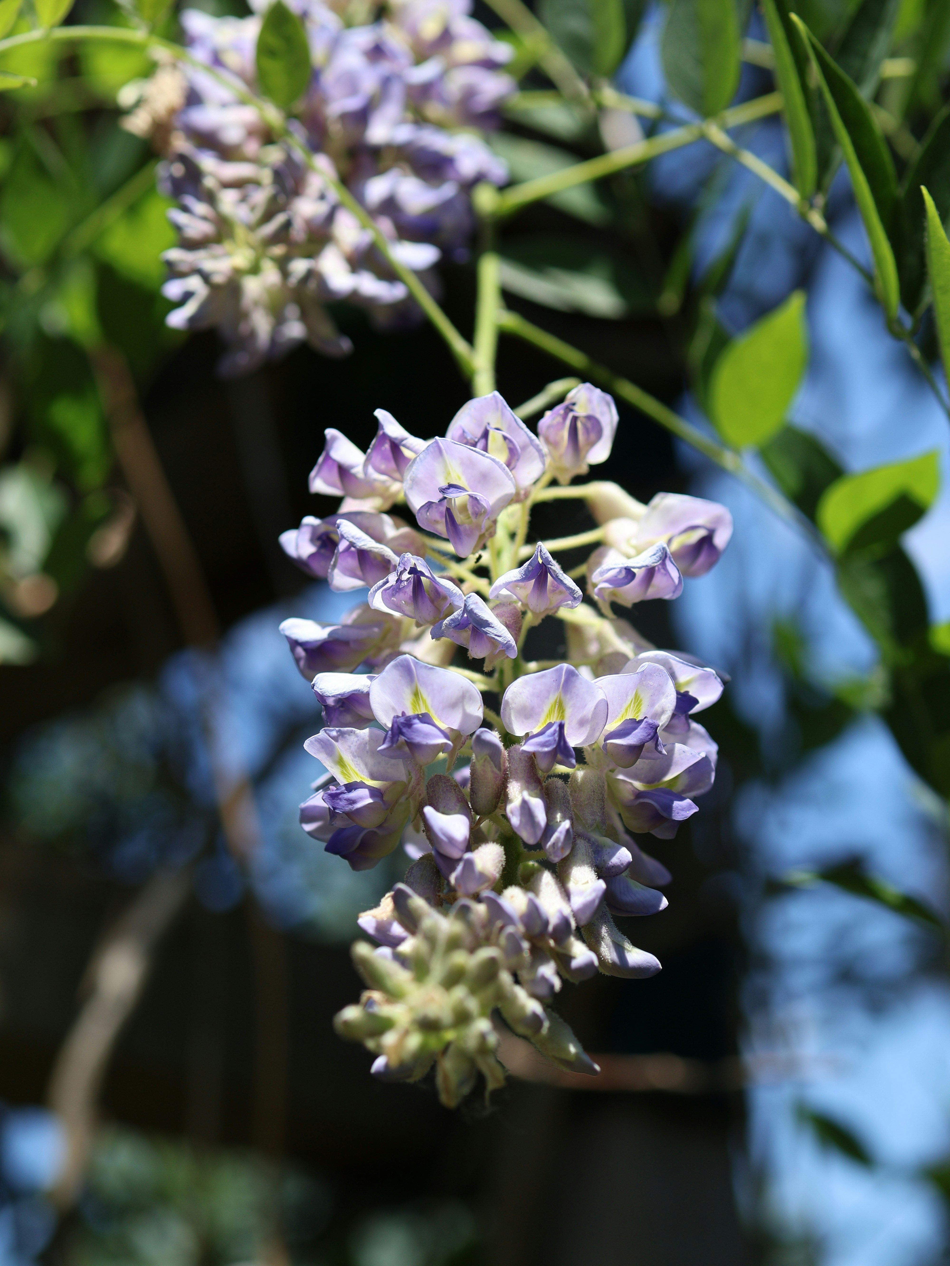 Lavender Bloom Stretching Toward the Sun