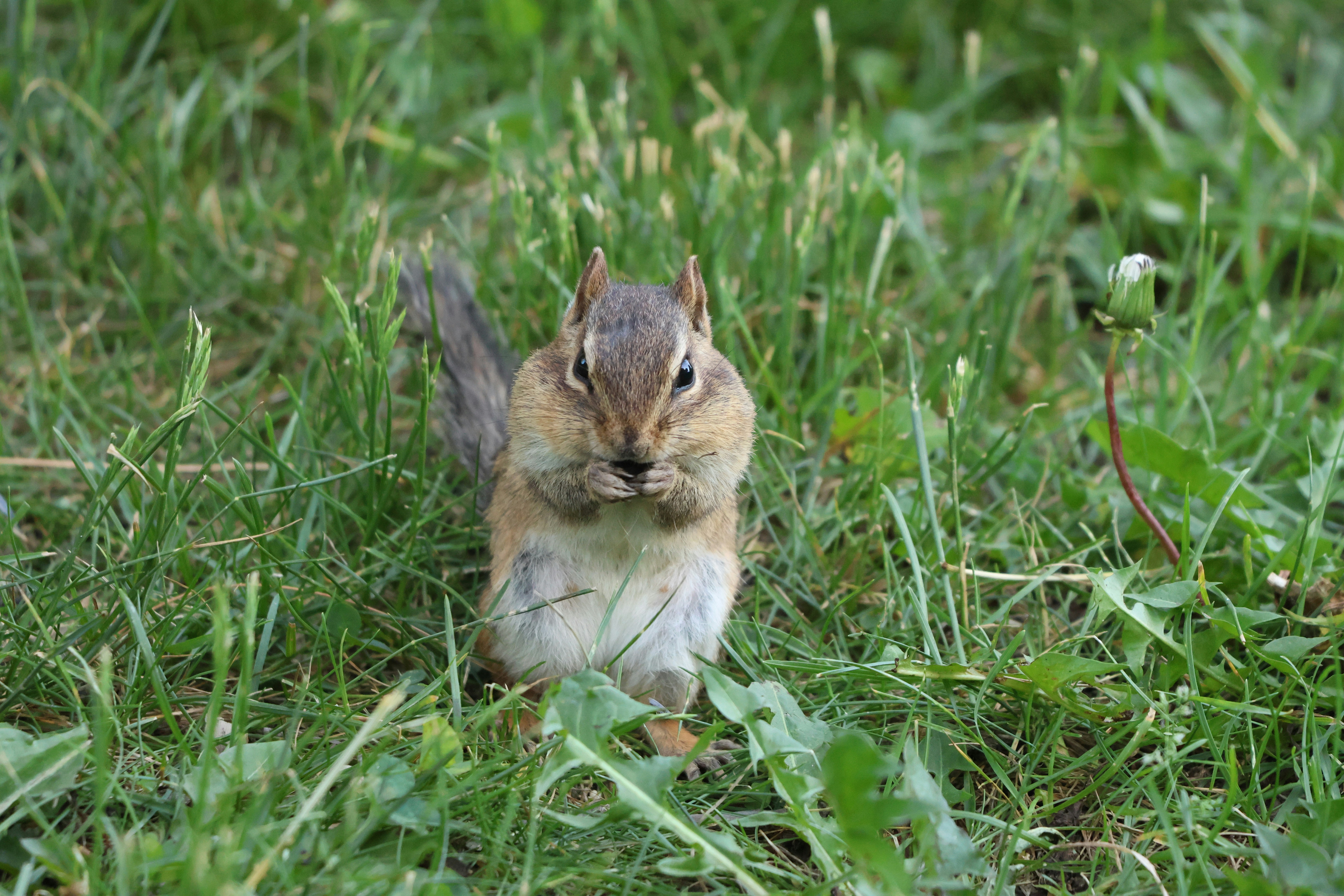 Close-Quarters in the Grass: A Curious Chipmunk Emerges
