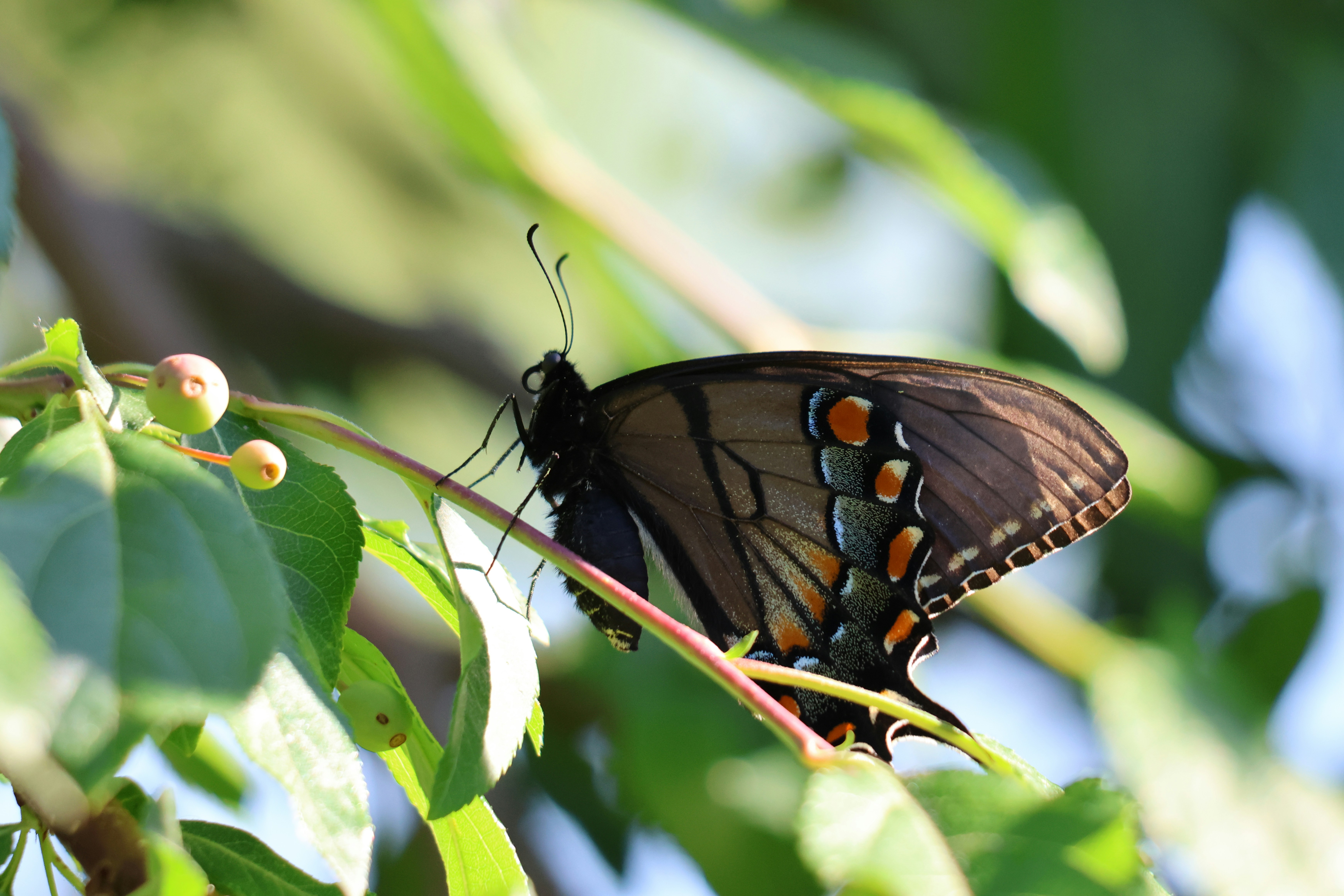Monarch in Dappled Light: Butterfly Rest on a Green Frond