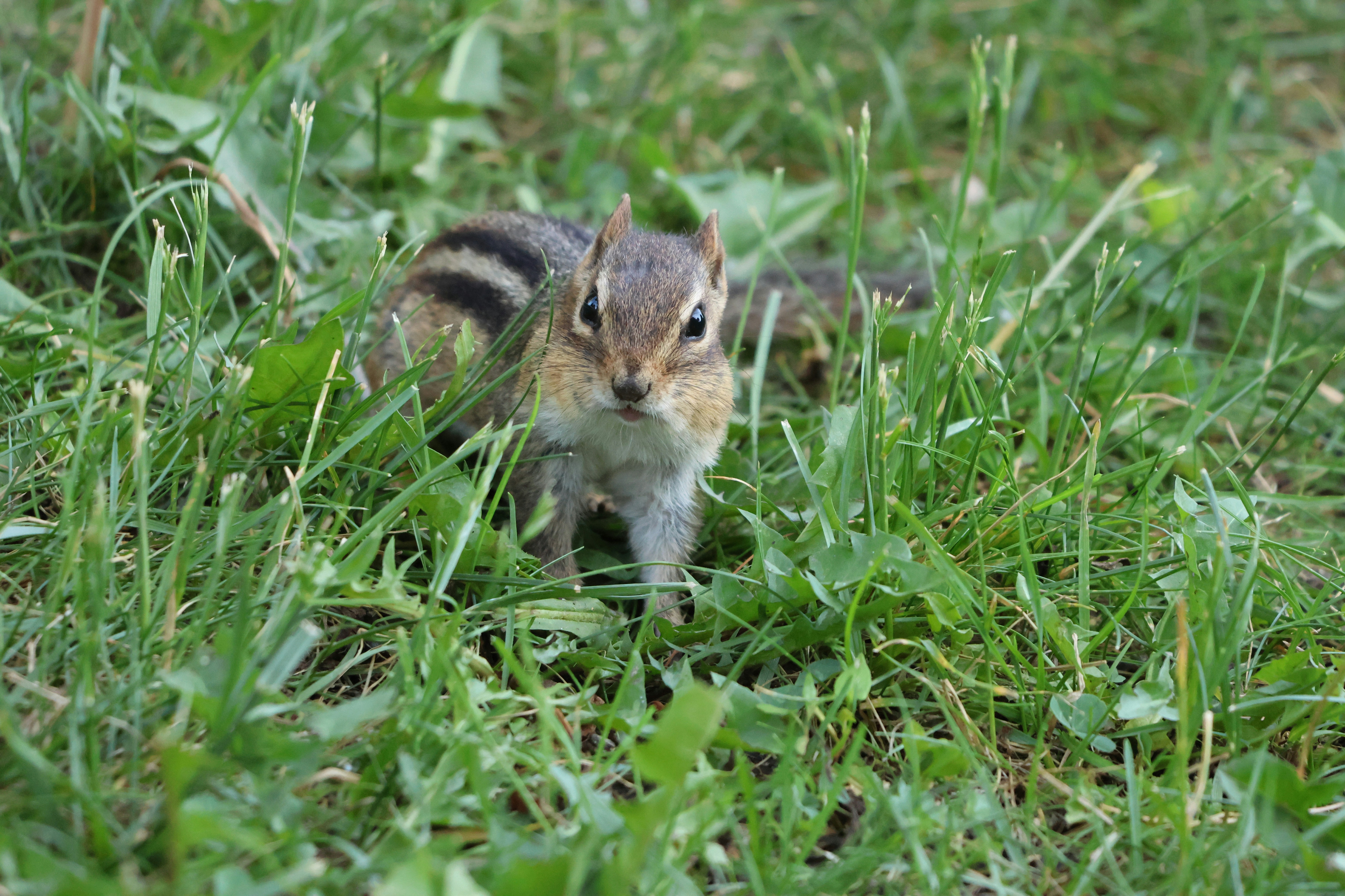 A Chipmunk moves forward in green grass