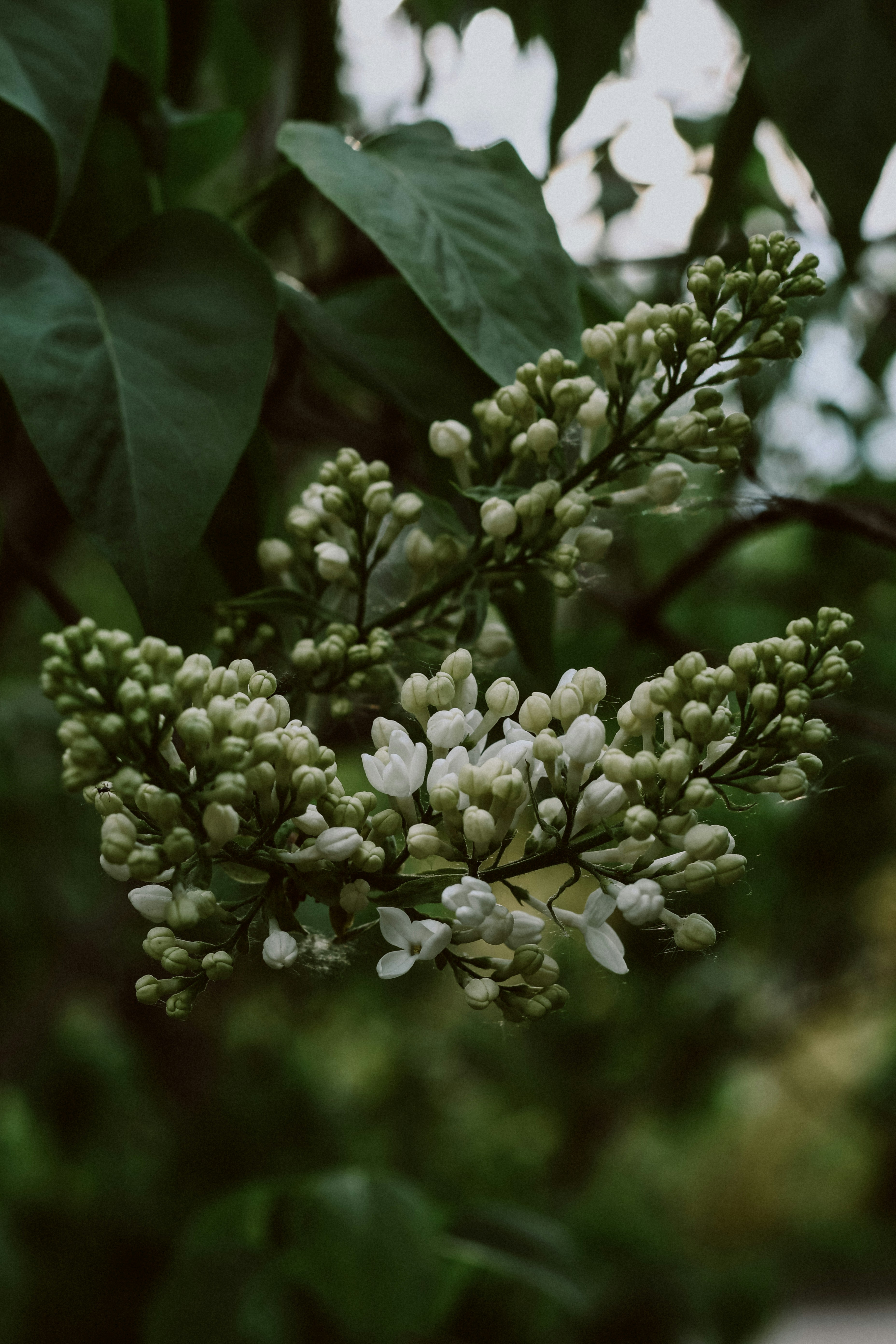 White lilac blossoms emerge in a moody green portrait