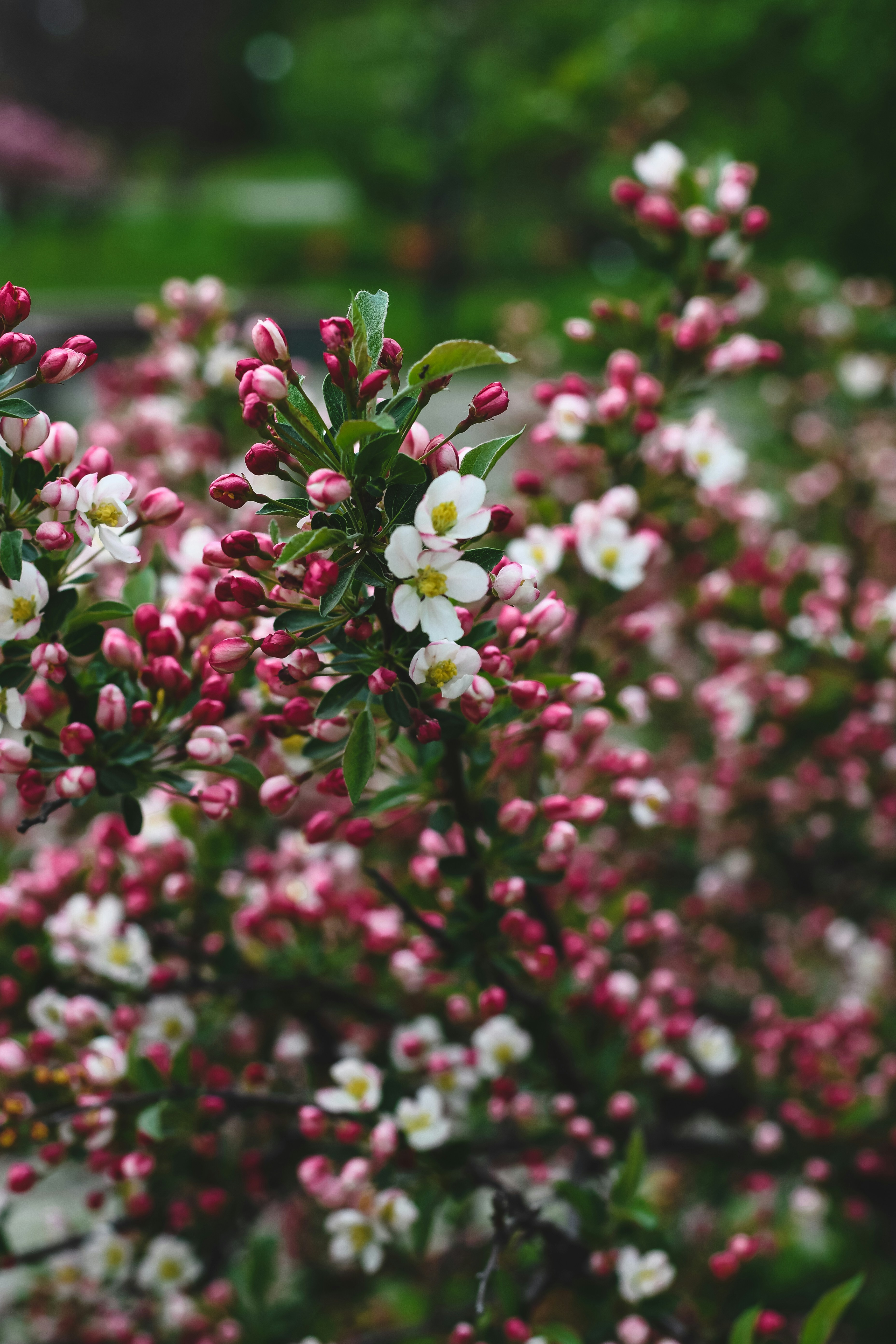 Blooming Symphony: A Close-Up of Pink-White Spring Blooms