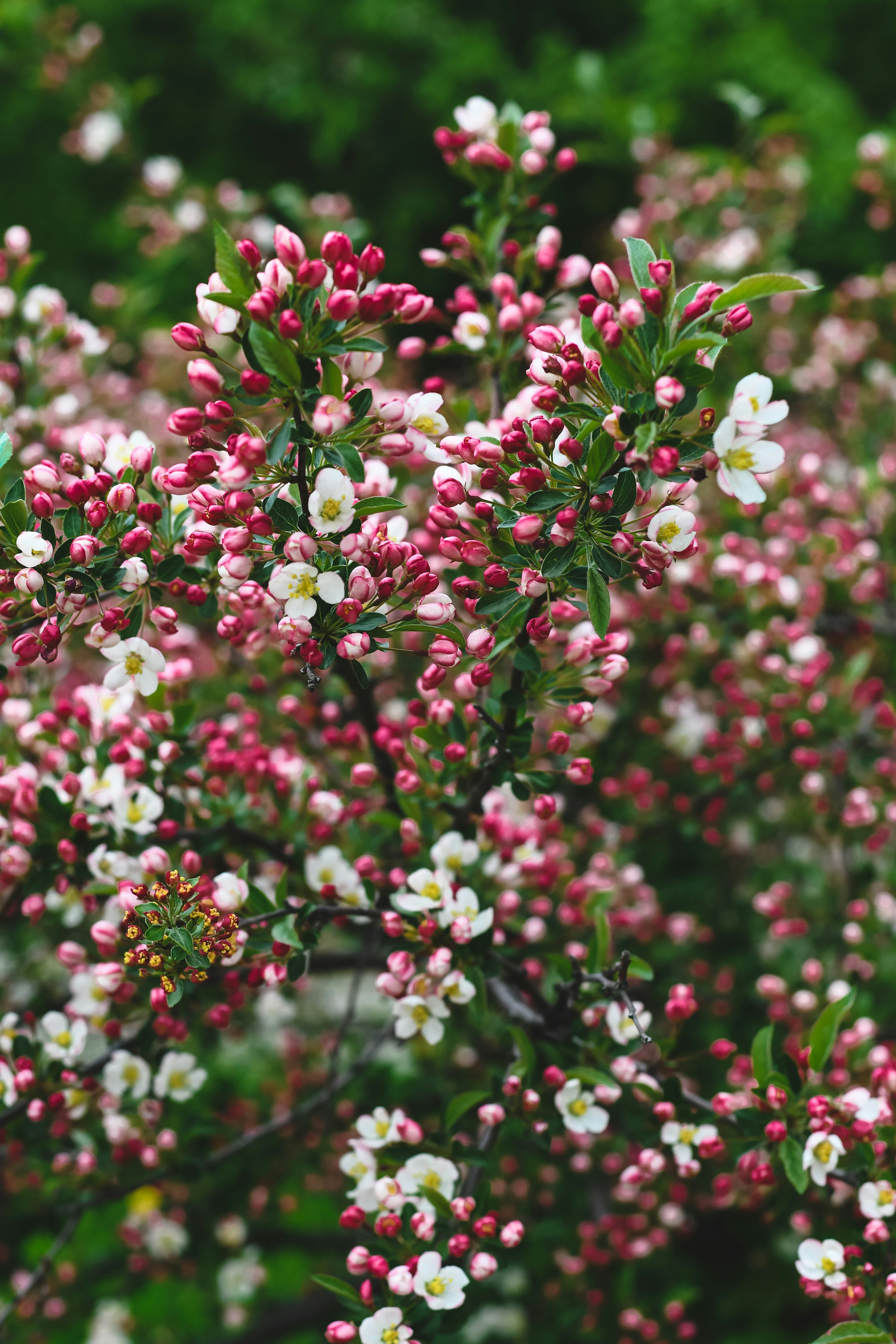 Blossoms in Soft Focus: A Garden of Pink and White