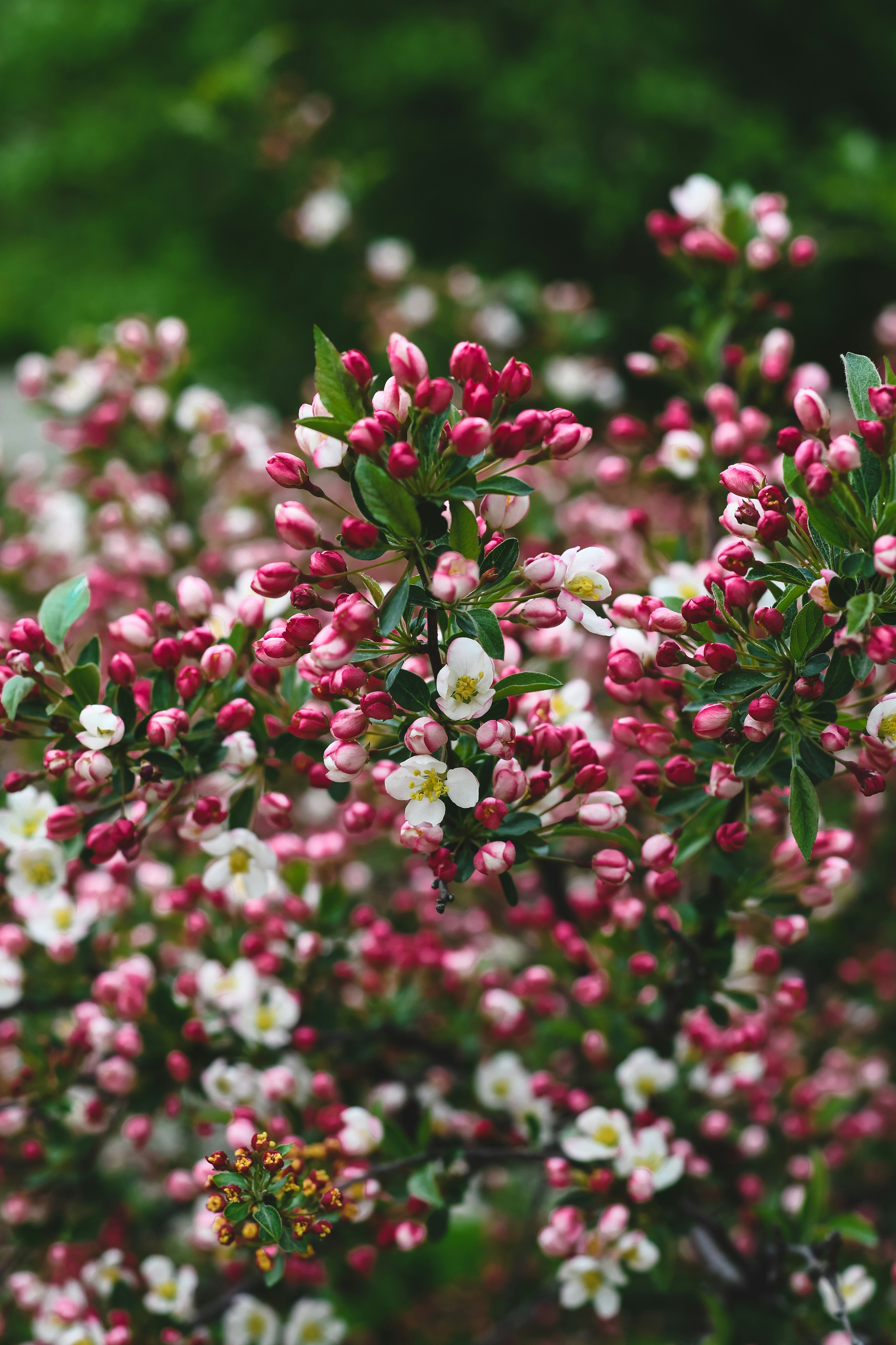Blossom Chorus: A Burst of Pink and White Spring Buds