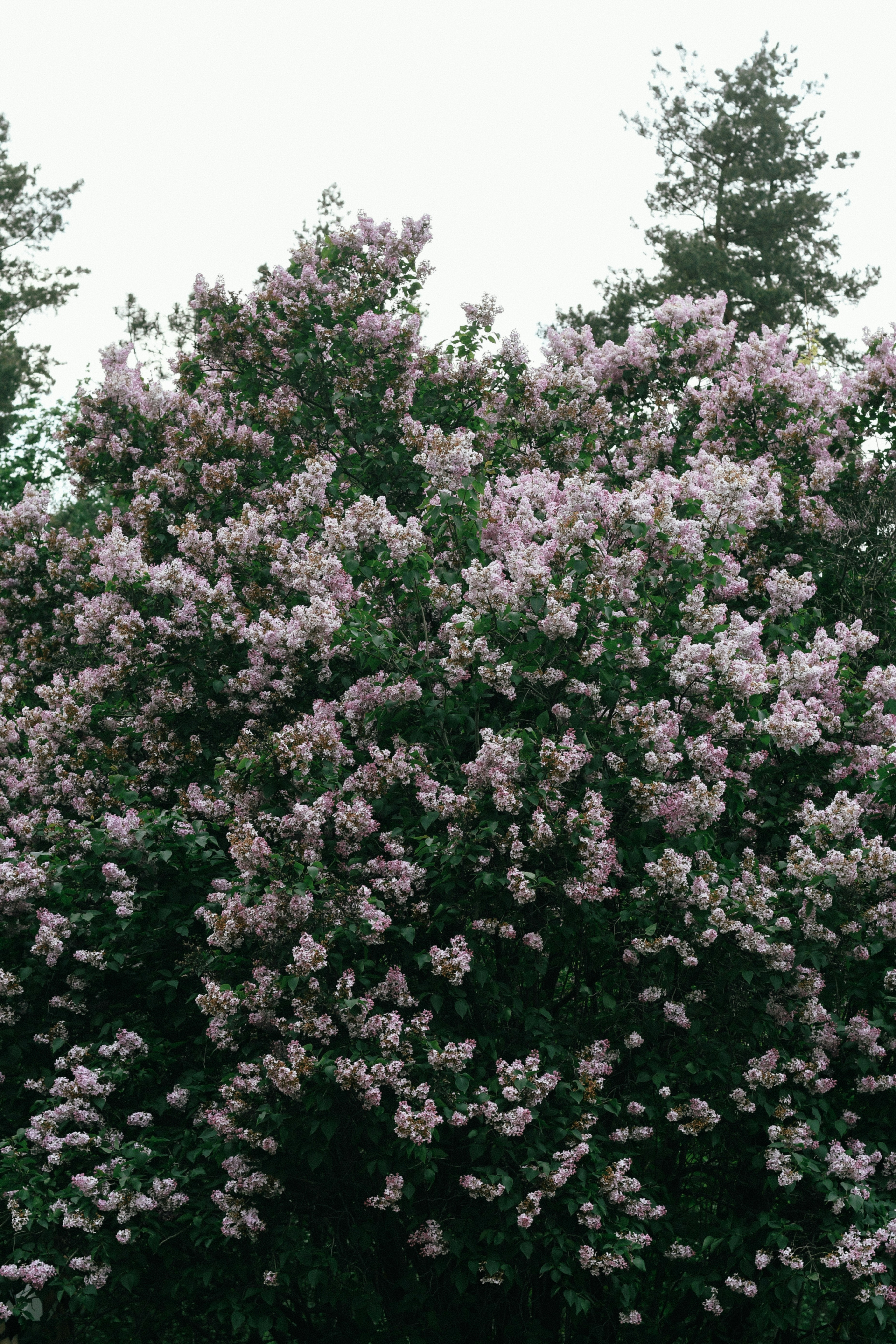 Blossom Veil: A Lilac-Charged Canopy