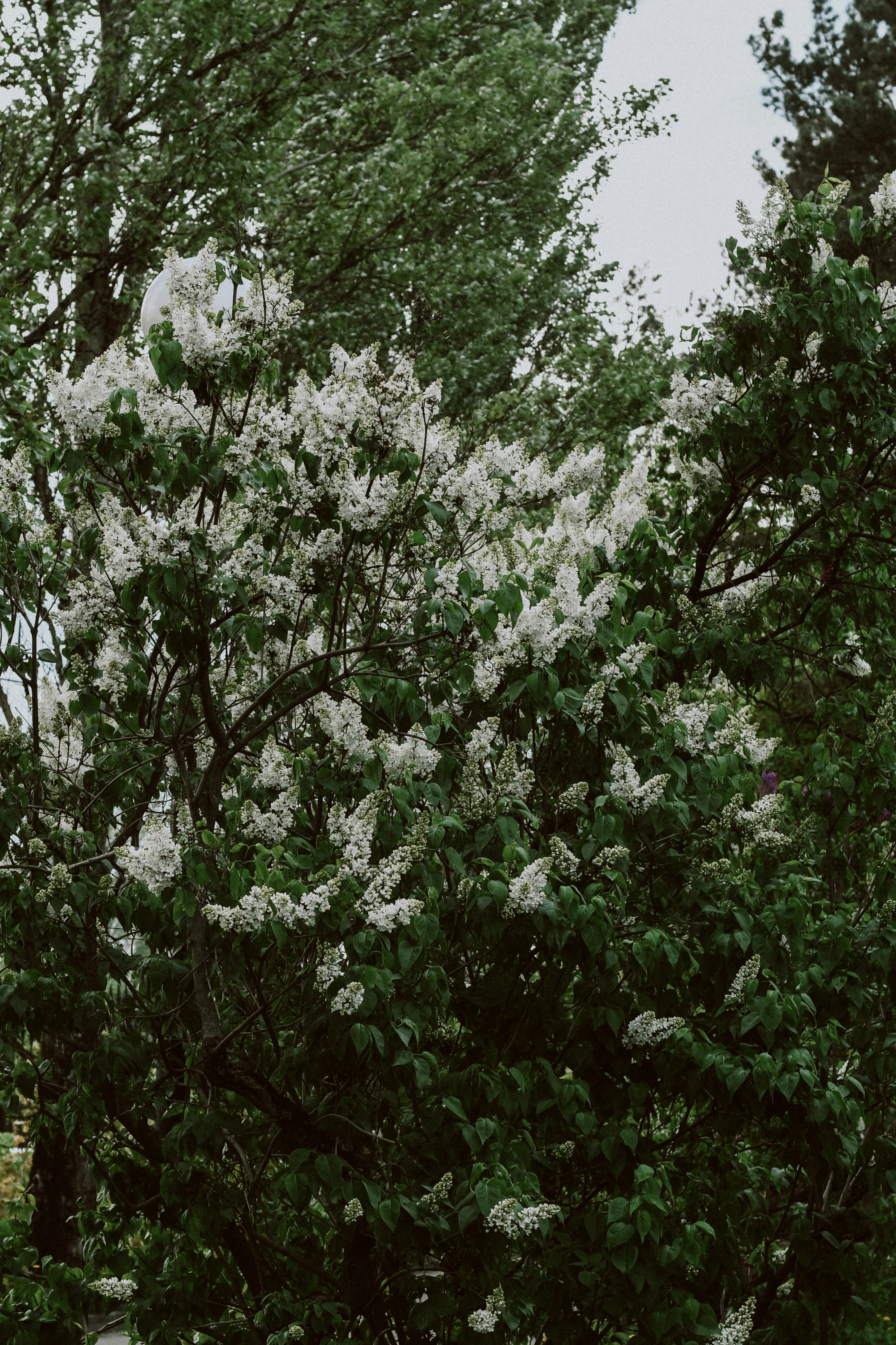White lilac blossoms veiled by emerald foliage in a quiet garden