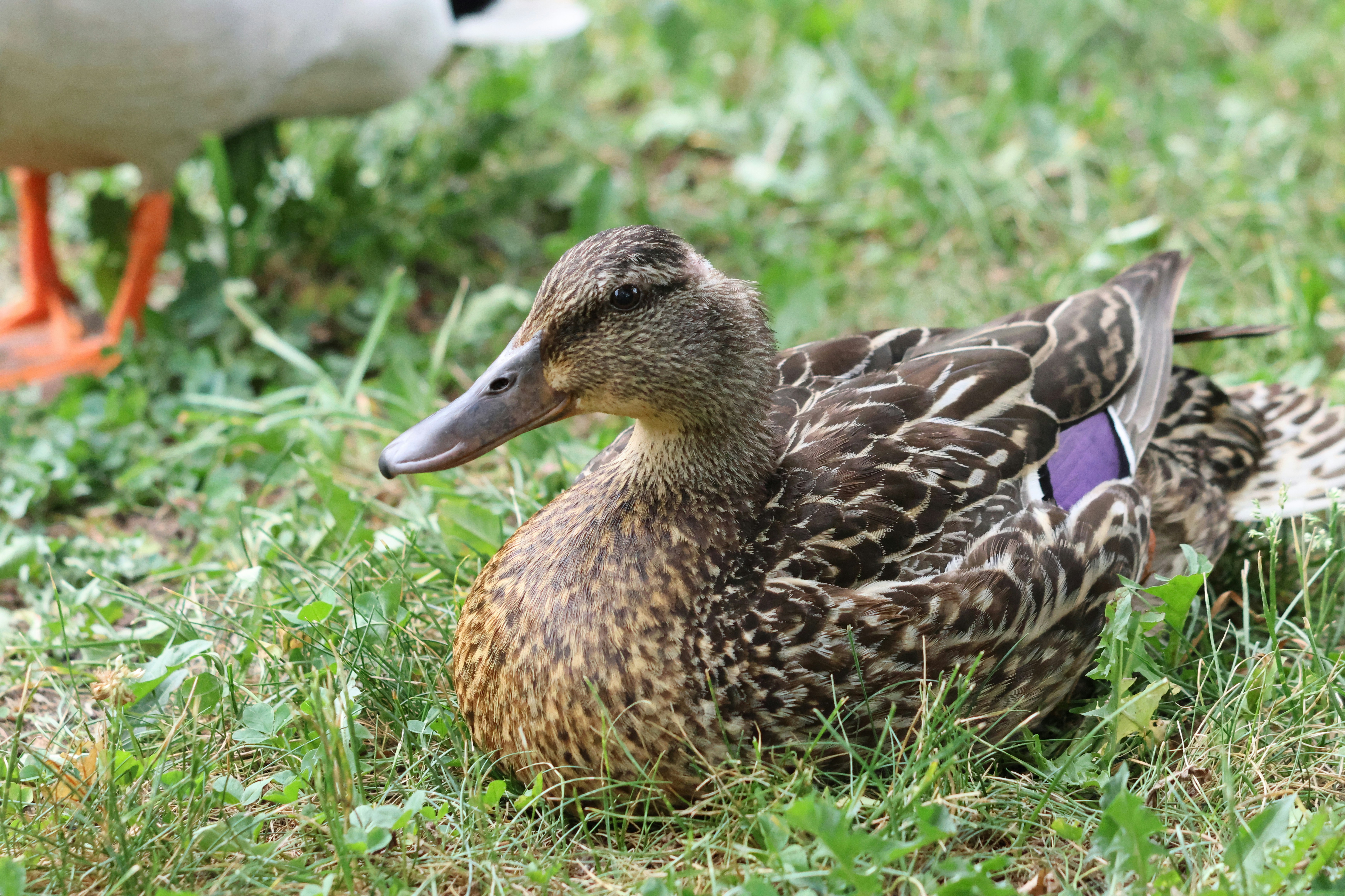Quiet Mallard in a Sunlit Patch