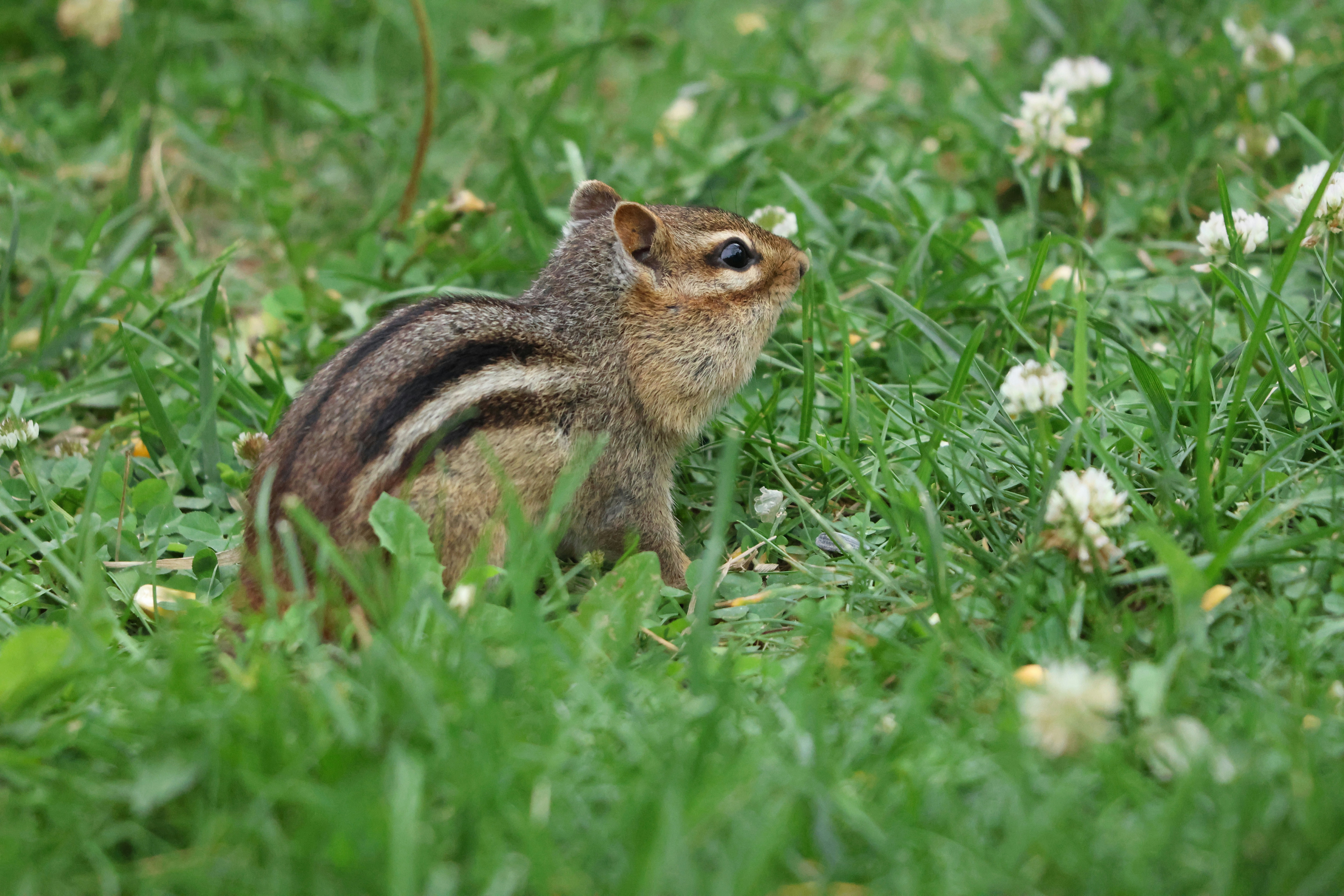 Chipmunk Scout in a Meadow of Clover