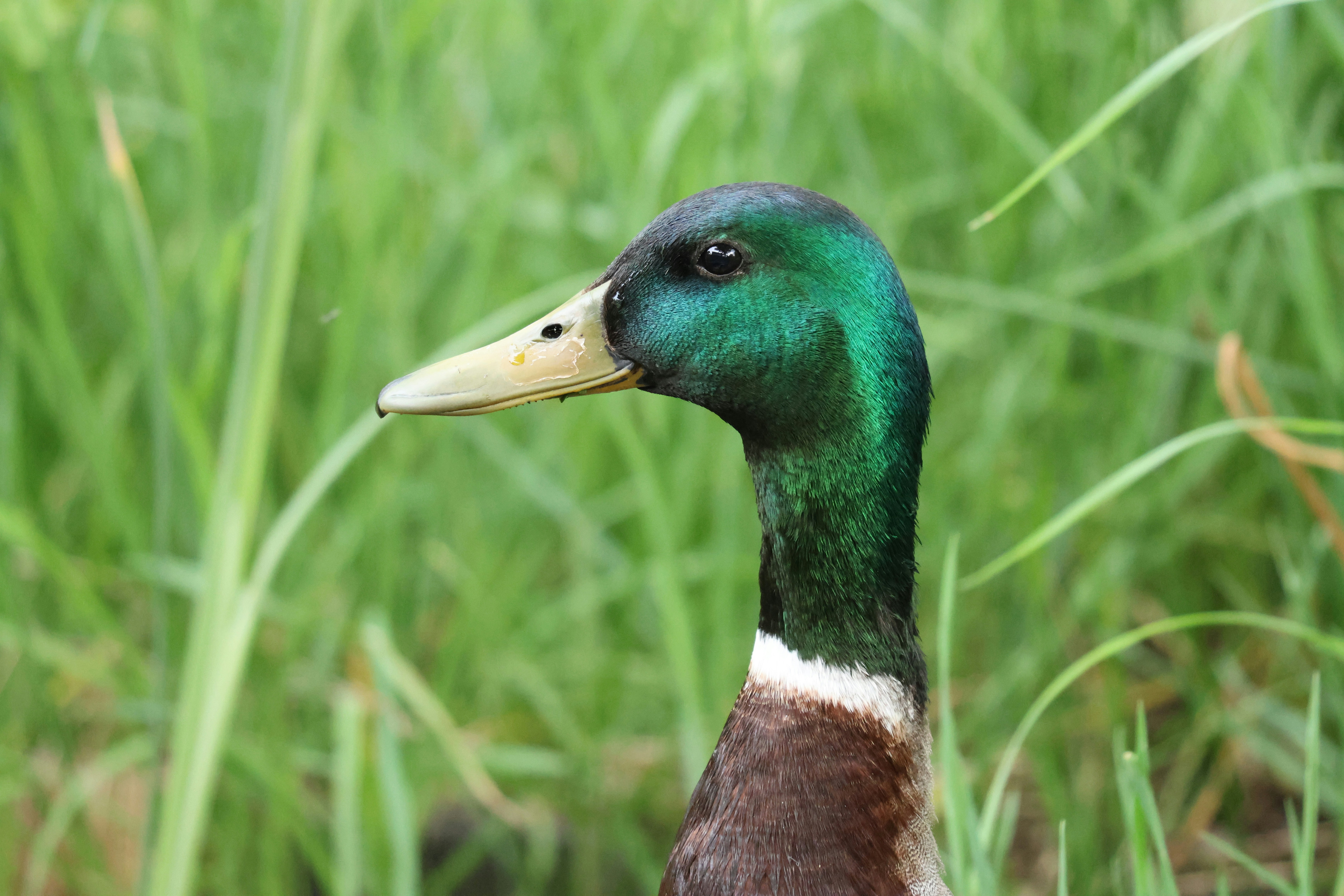 Emerald Steward of the Wetlands: A Mallard in Focus