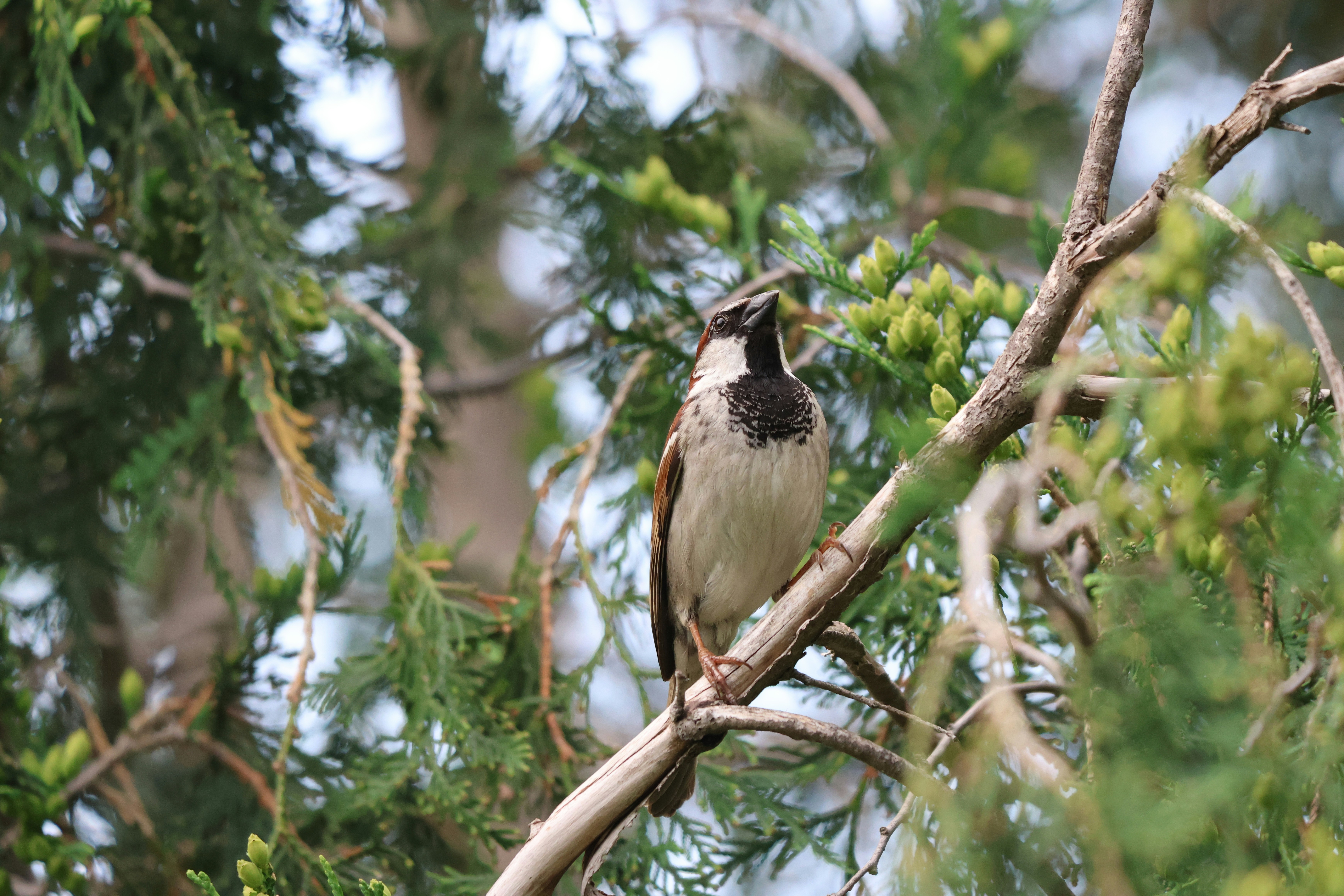 Perched Warbler: A Quiet Moment Among Conifer Pines