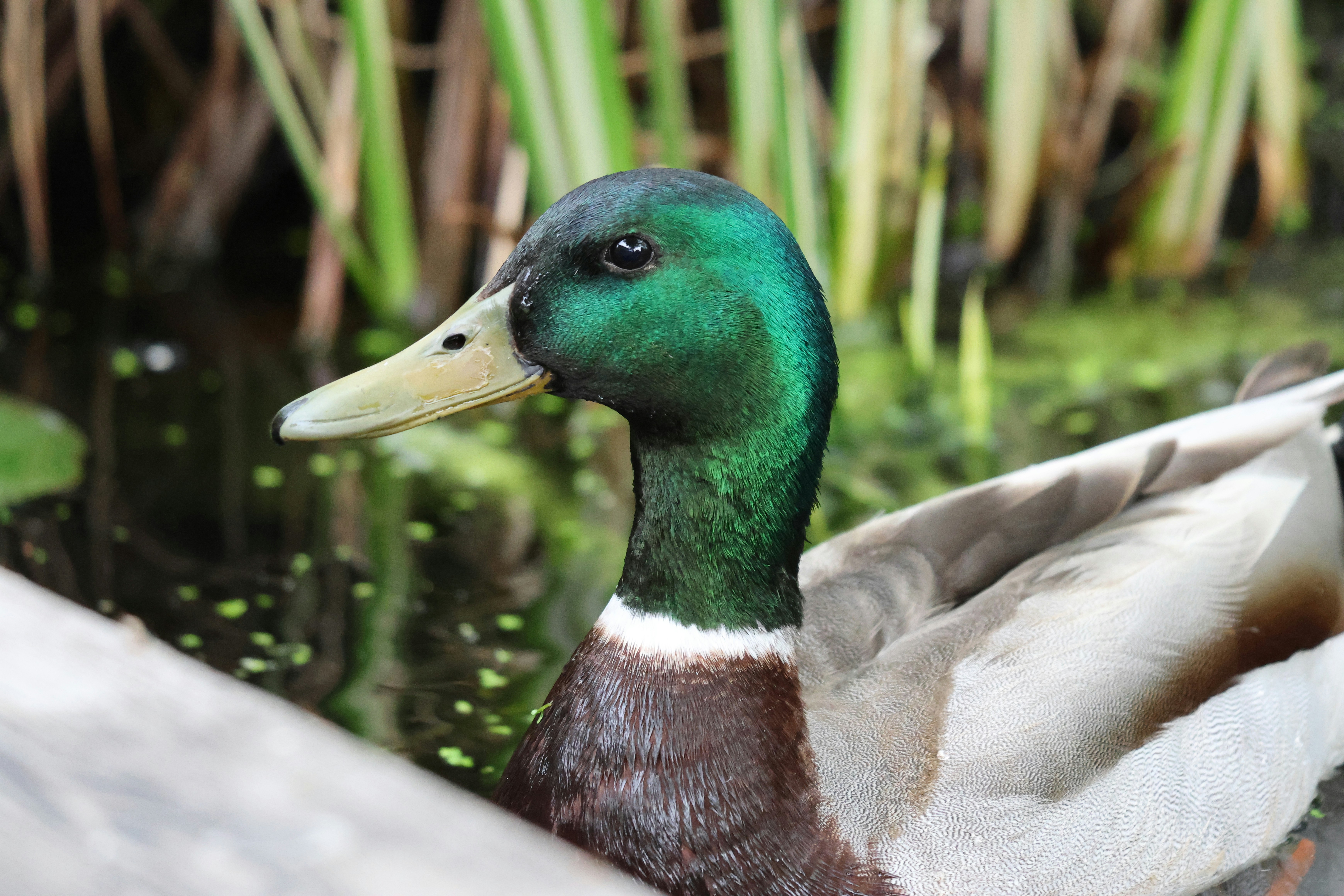 Emerald Crown: A Mallard's Quiet Gaze Across the Pond