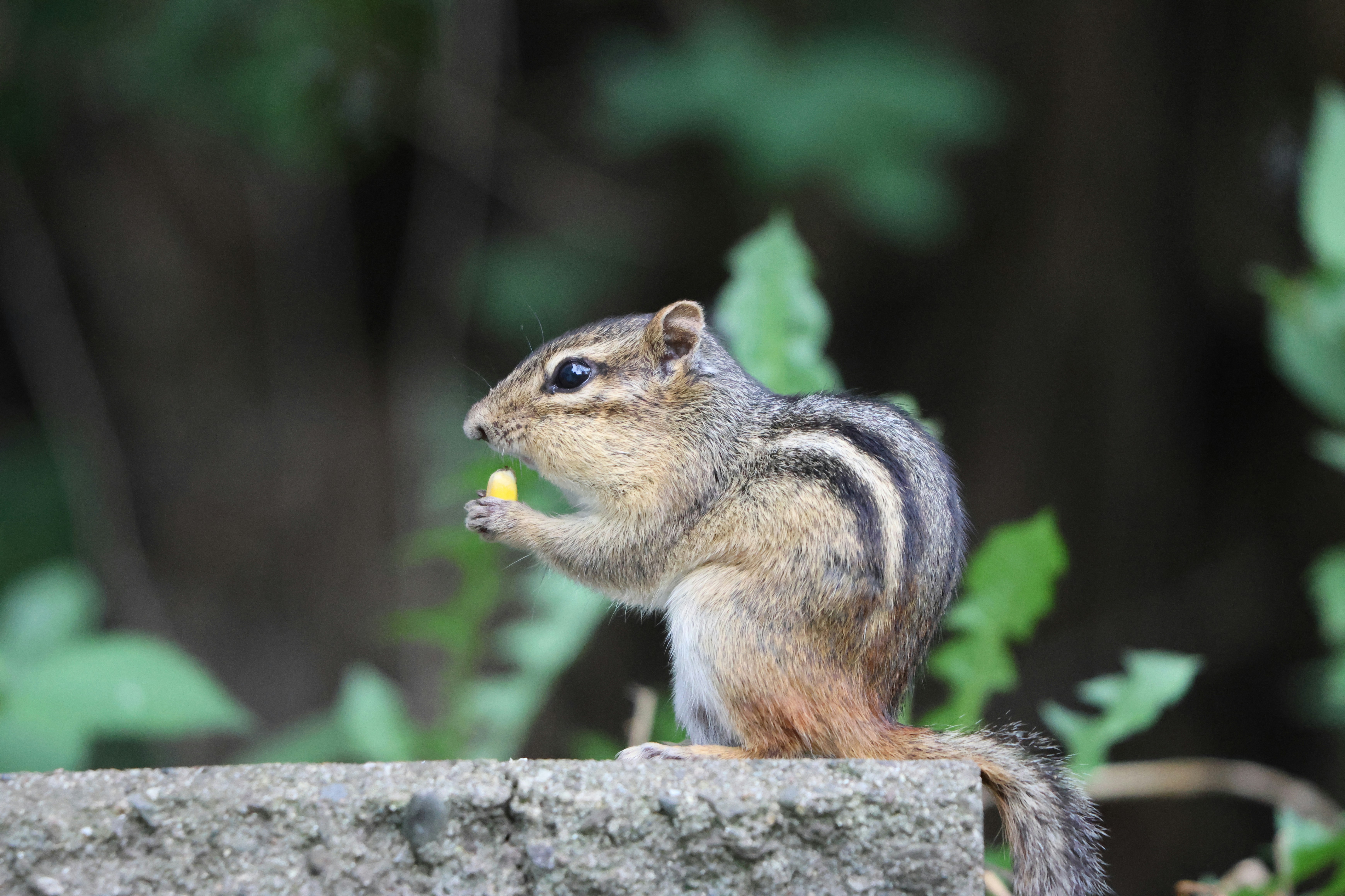 Chipmunk on a Concrete Nook: A Snack Break in Focus