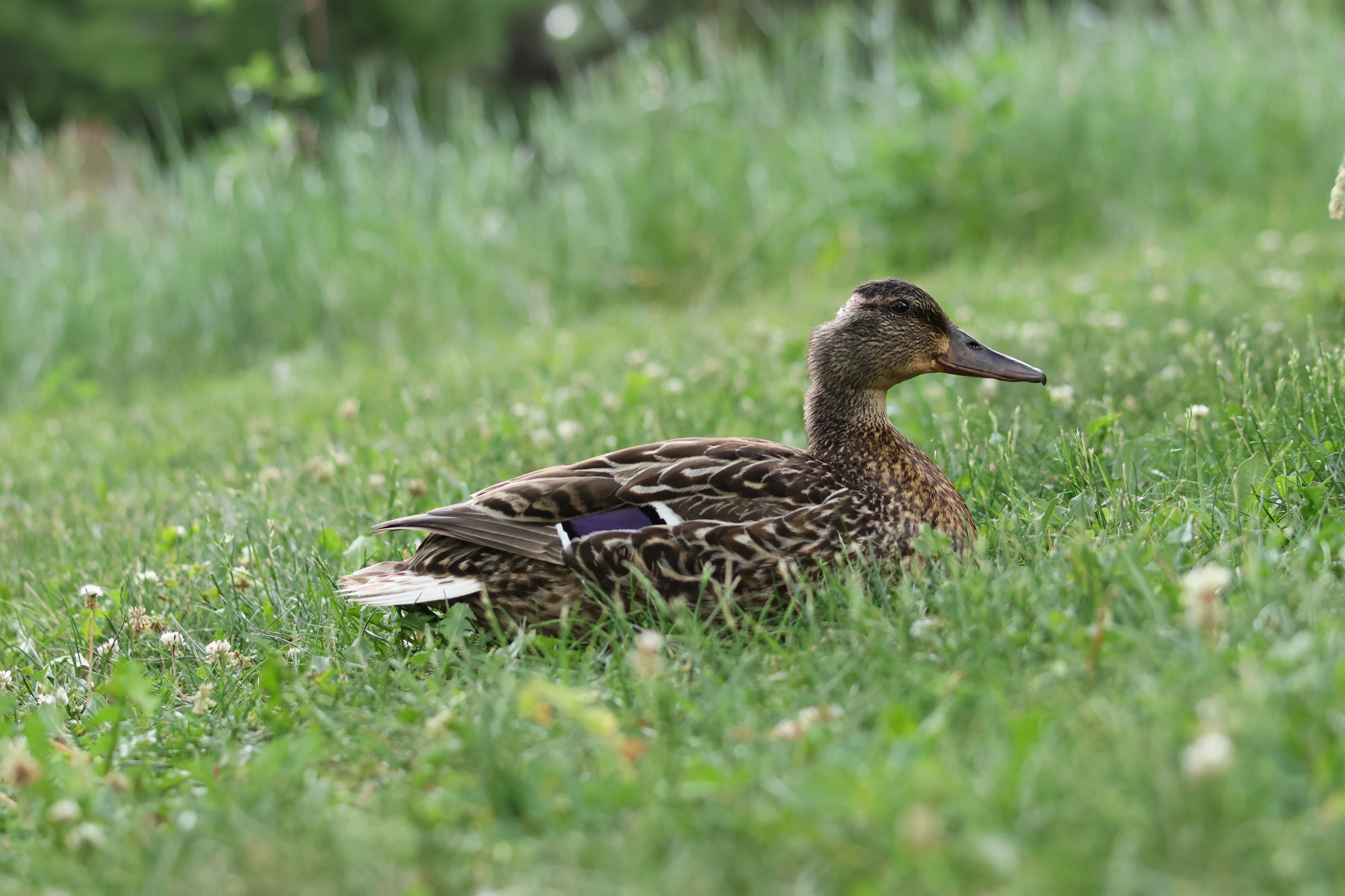 Gold-speckled Mallard Resting in Emerald Field