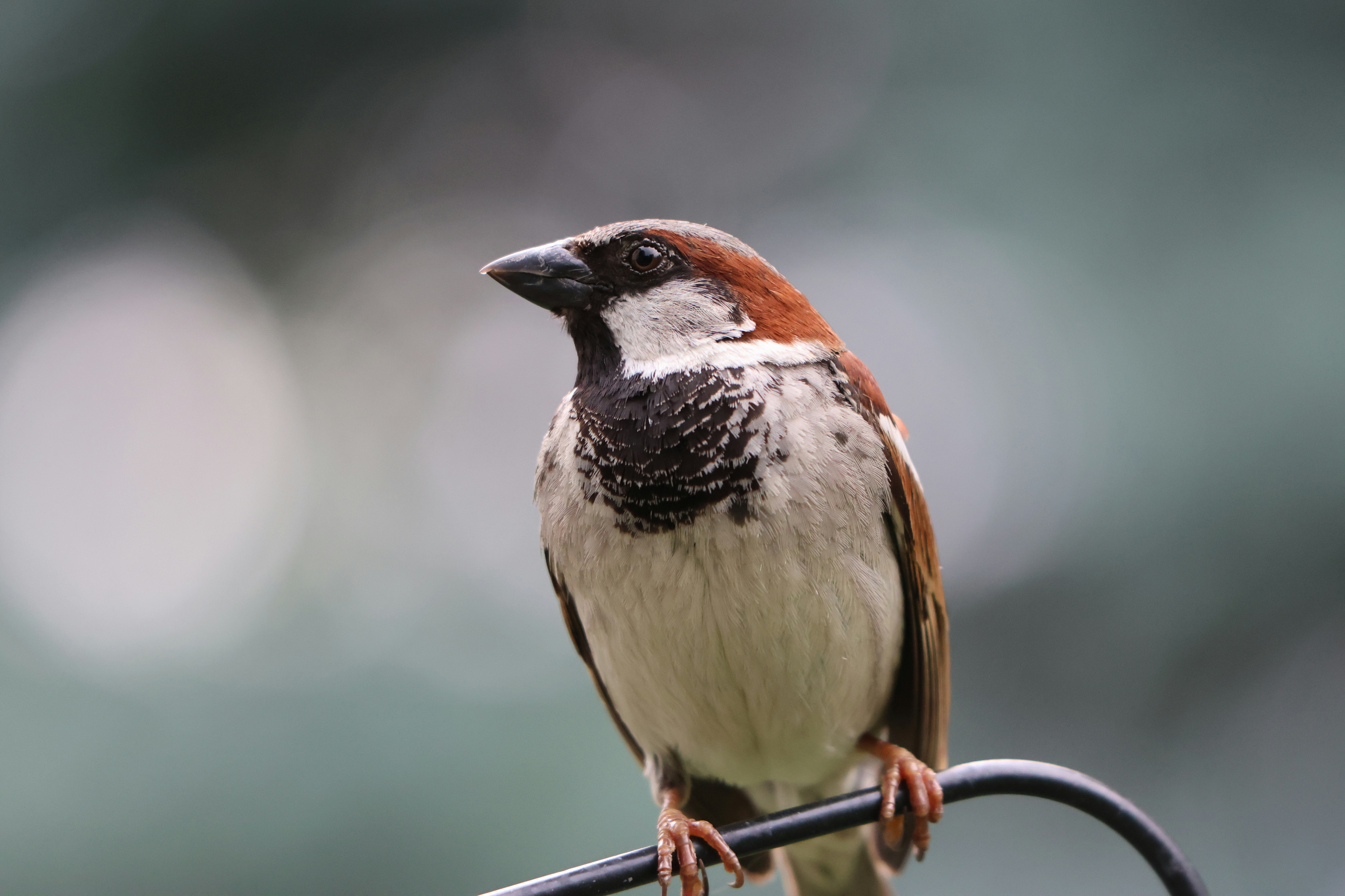 Perched on the Wire: A Sparrowed Moment in Soft Backlight