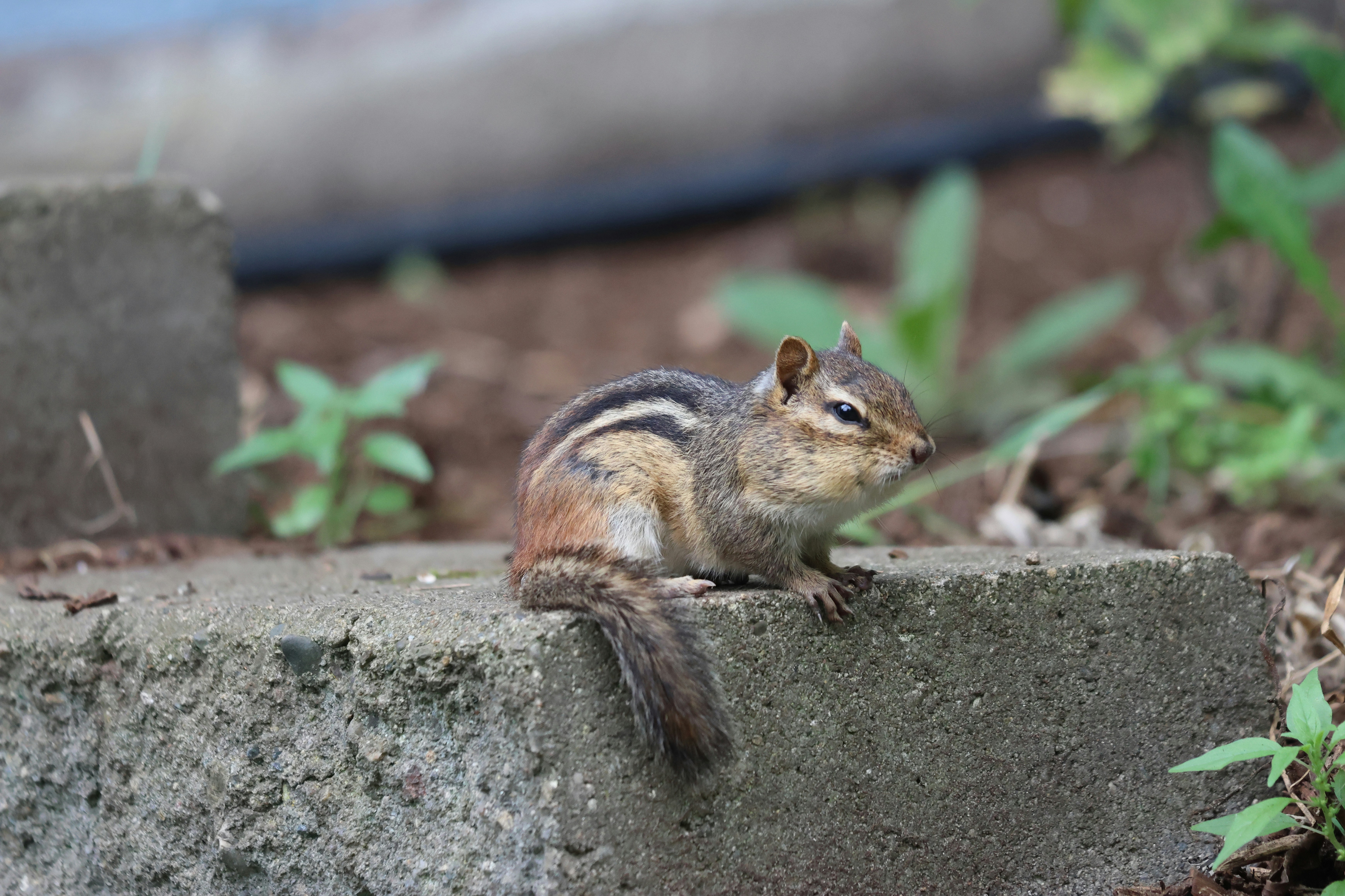 A Chipmunk relaxes on a concrete block