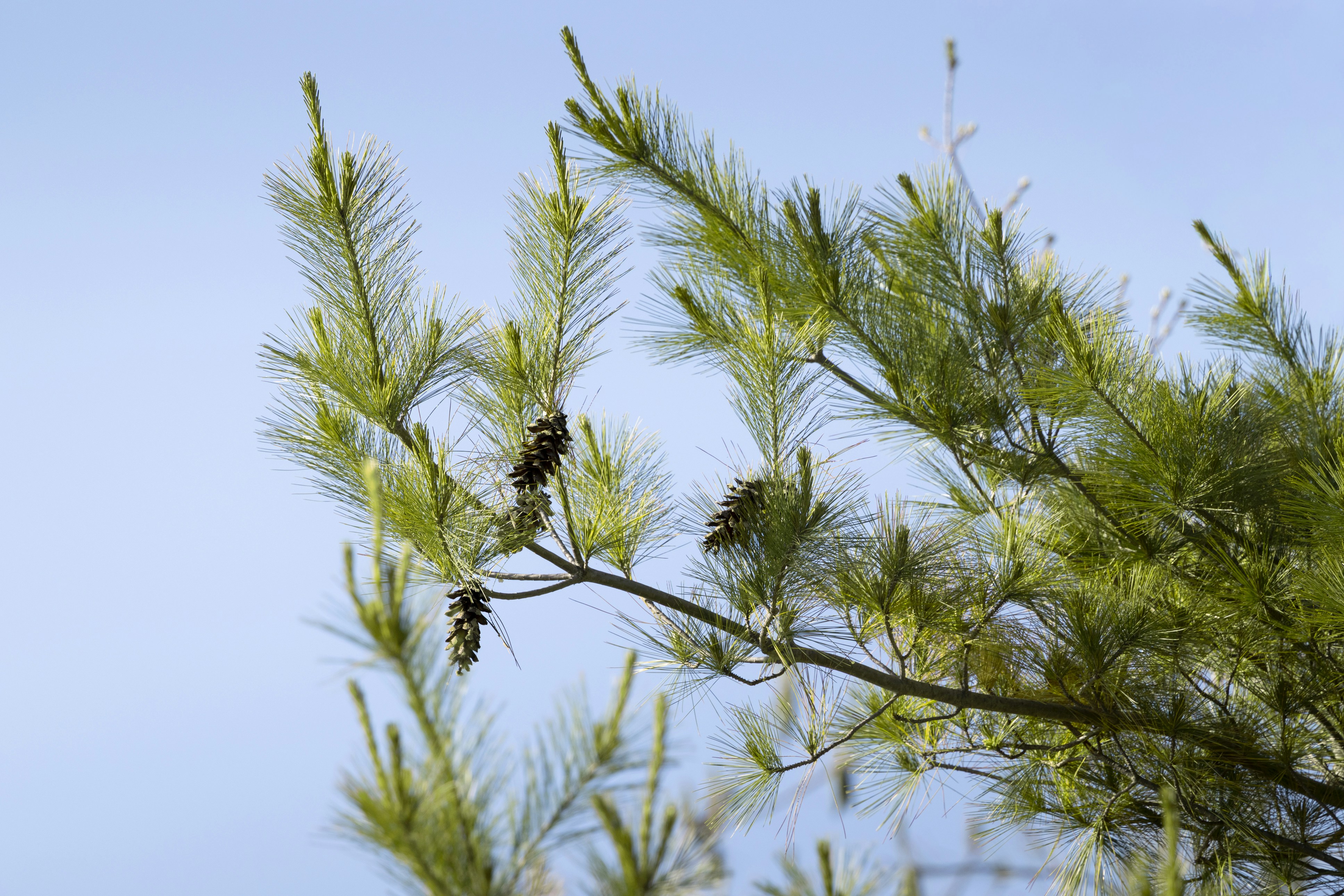 Blue Sky and Pine Needles: A Quiet Moment with Pine Cones