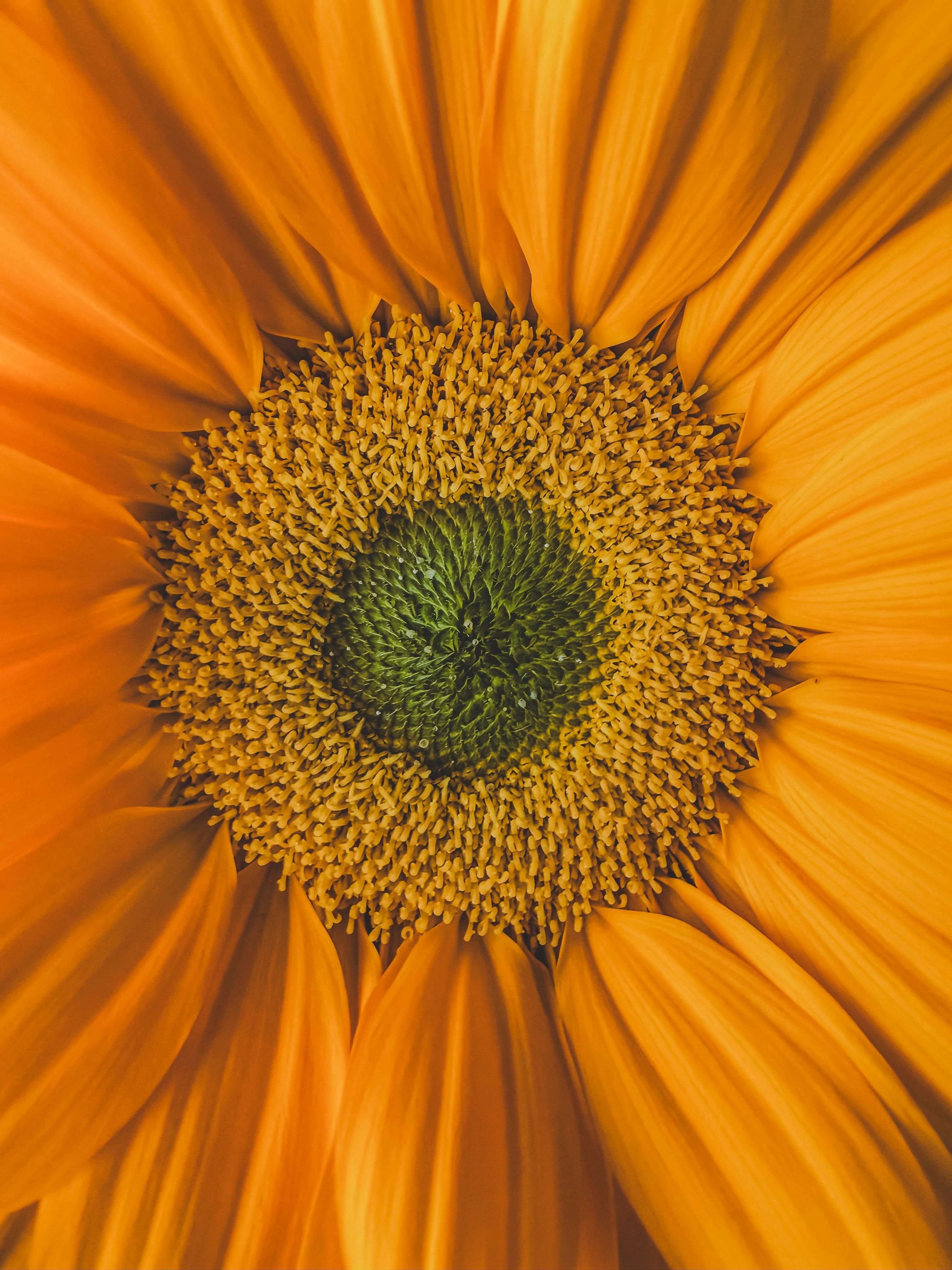 Sun flower