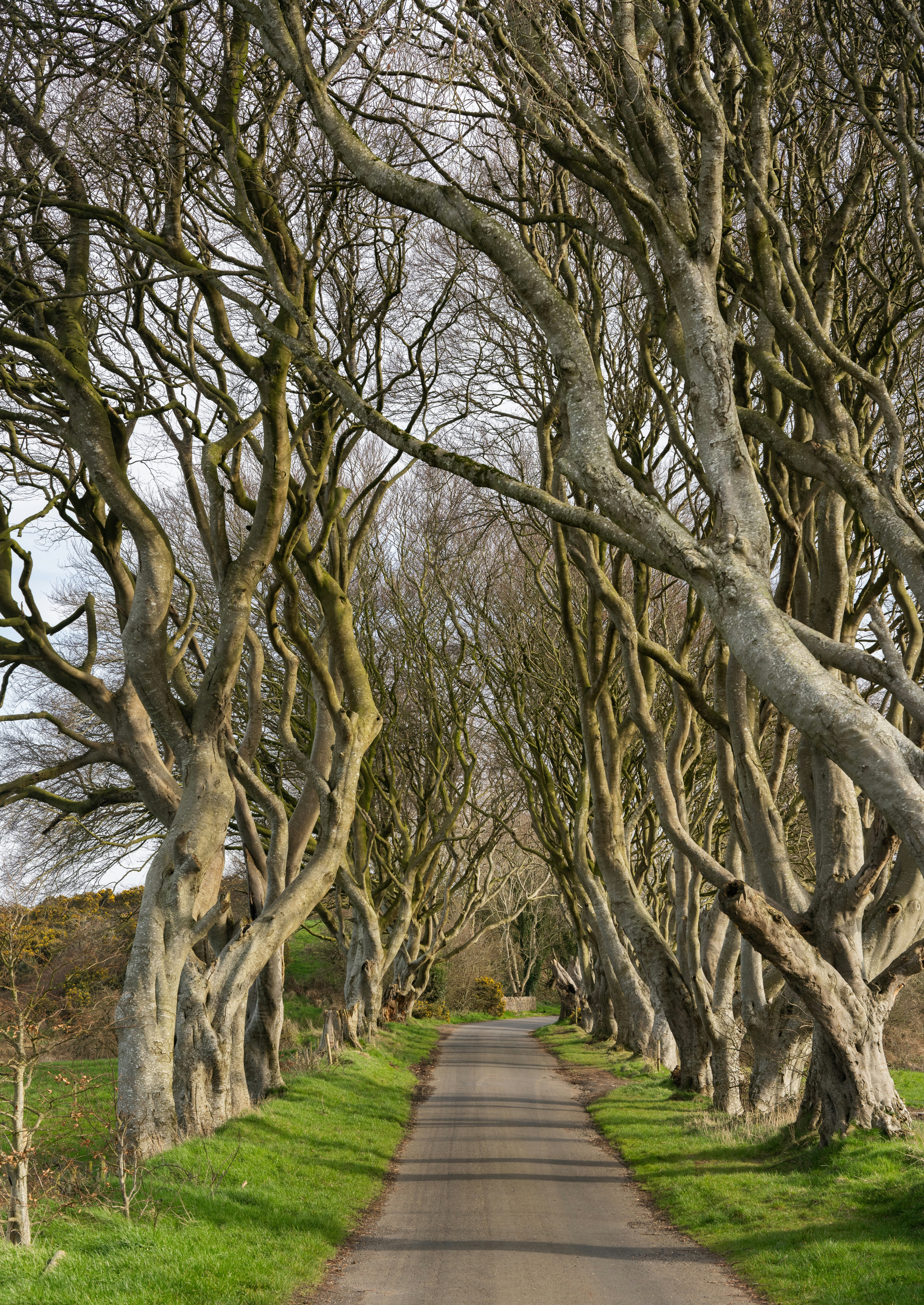 Tree-arched Avenue: A Quiet Road Through Living Giants