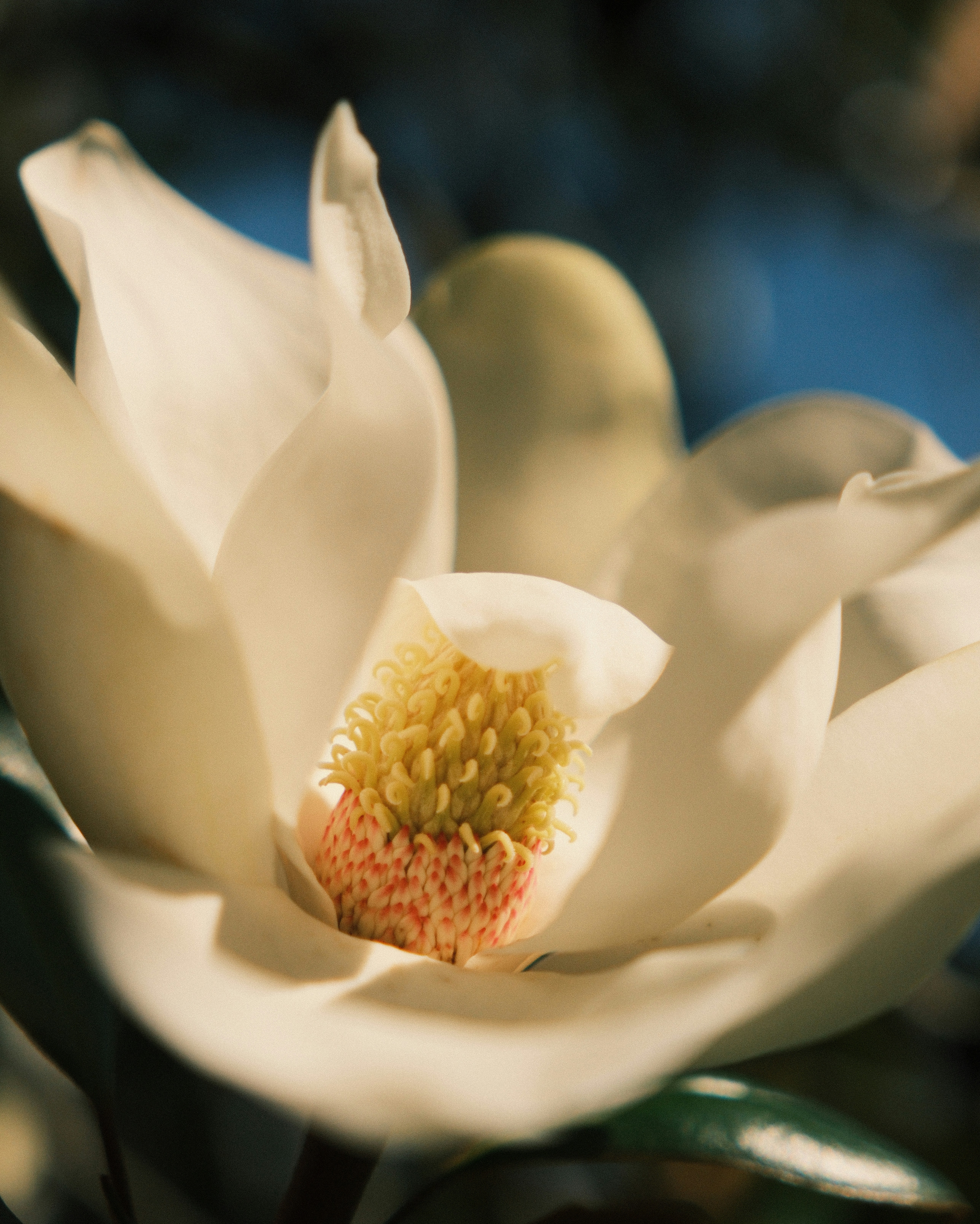  white magnolia bloom: close-up of creamy petals and central stamen against soft blue background