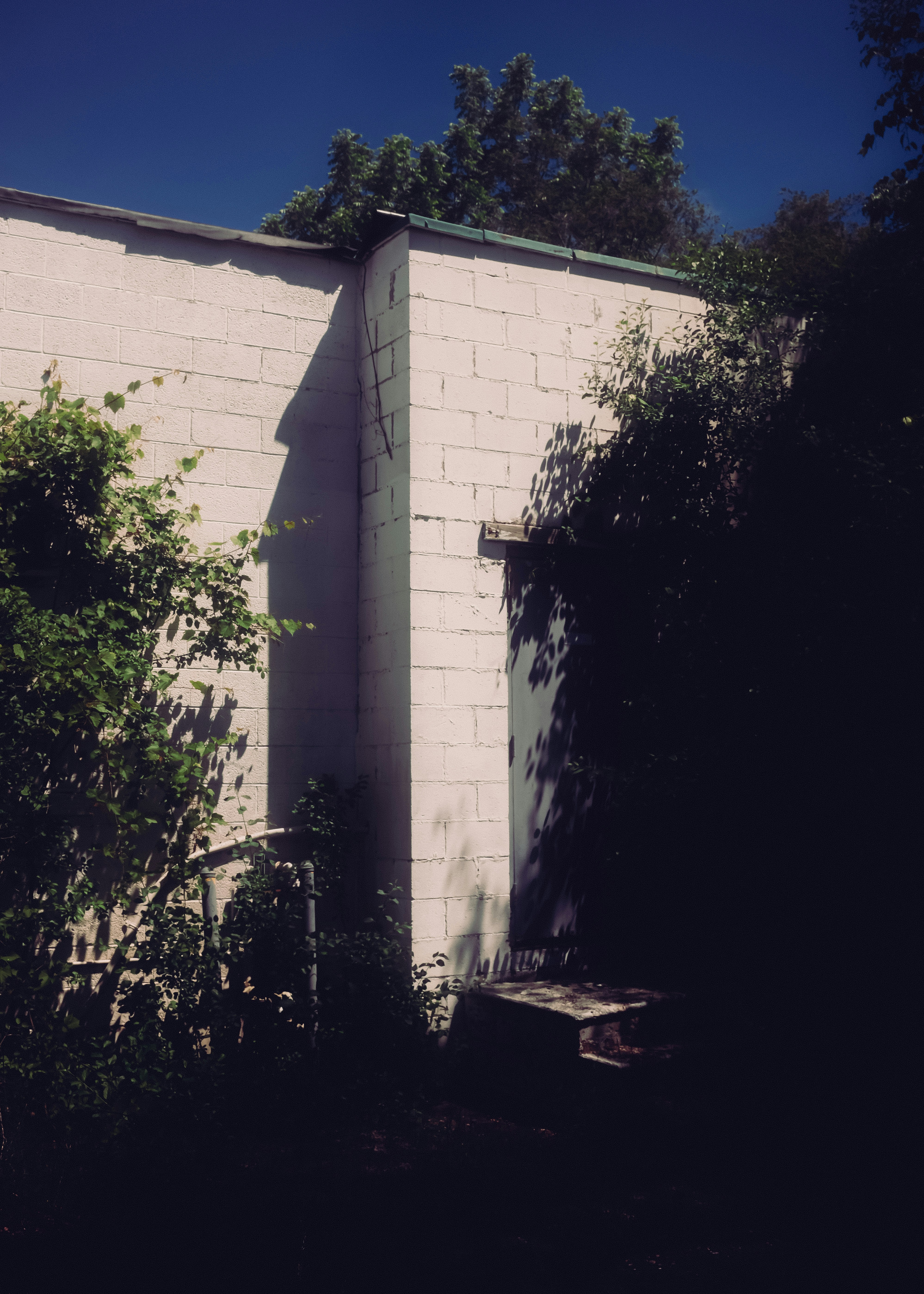 Sunlit Cinder Block Wall with Shrouded Doorway and Overhanging Foliage