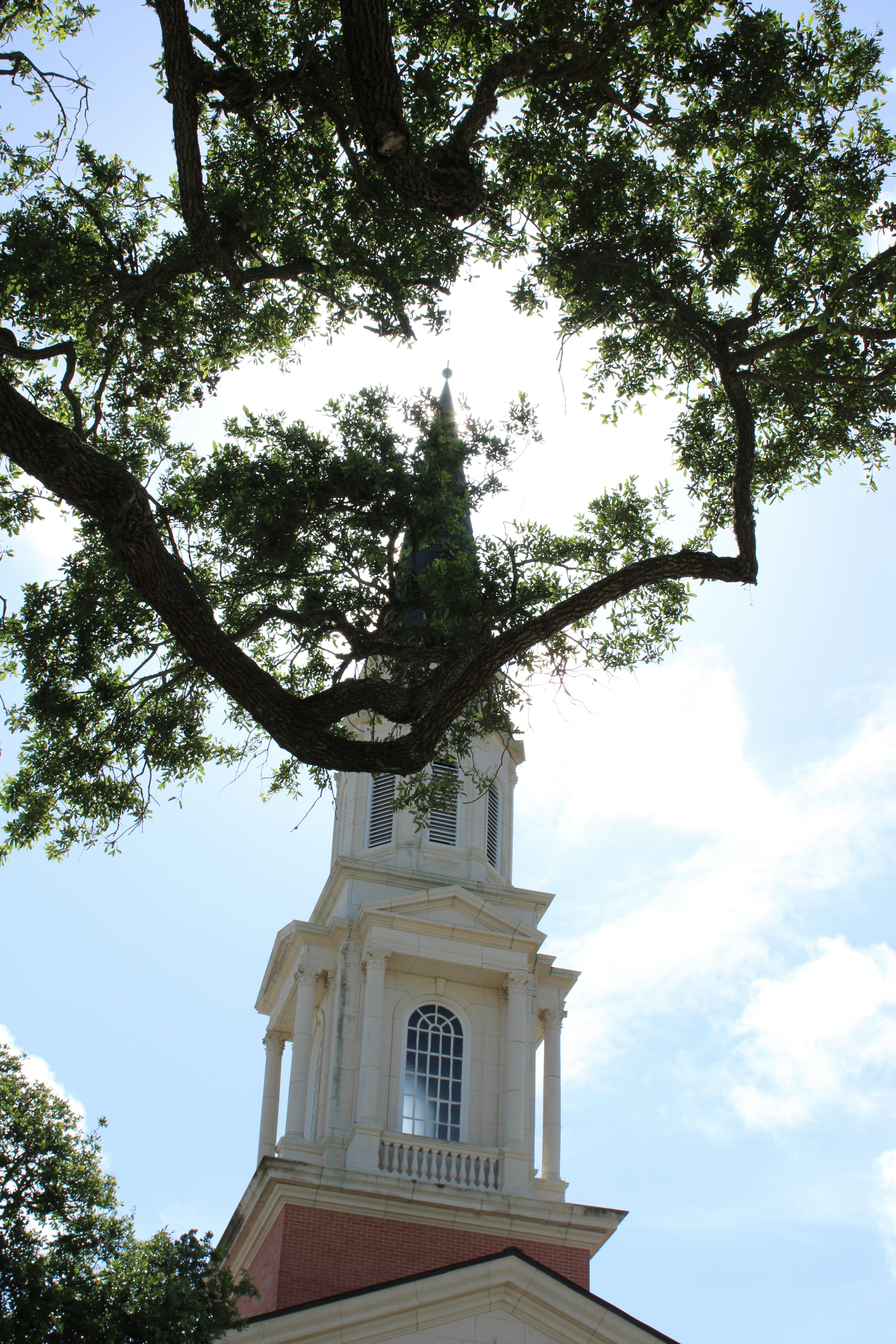 Lean of the Spire: Church Tower Framed by a Branching Oak