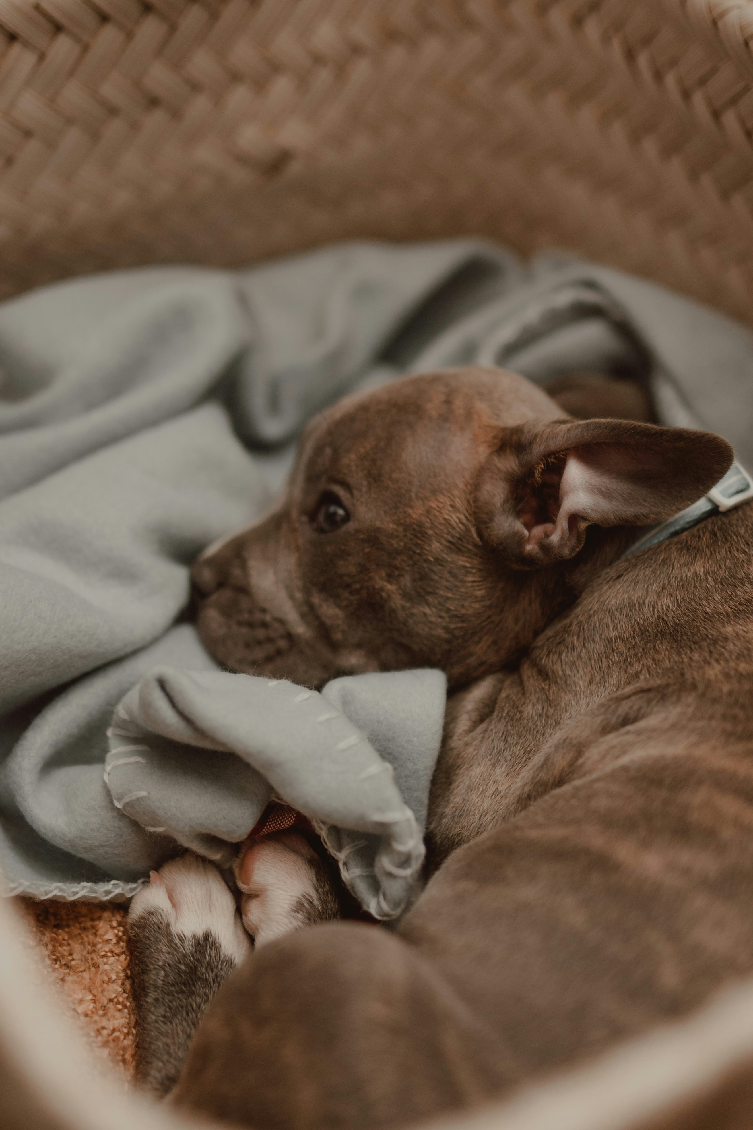 Close-Quarters Calm: A Puppy Snuggled into a Blanket Nest
