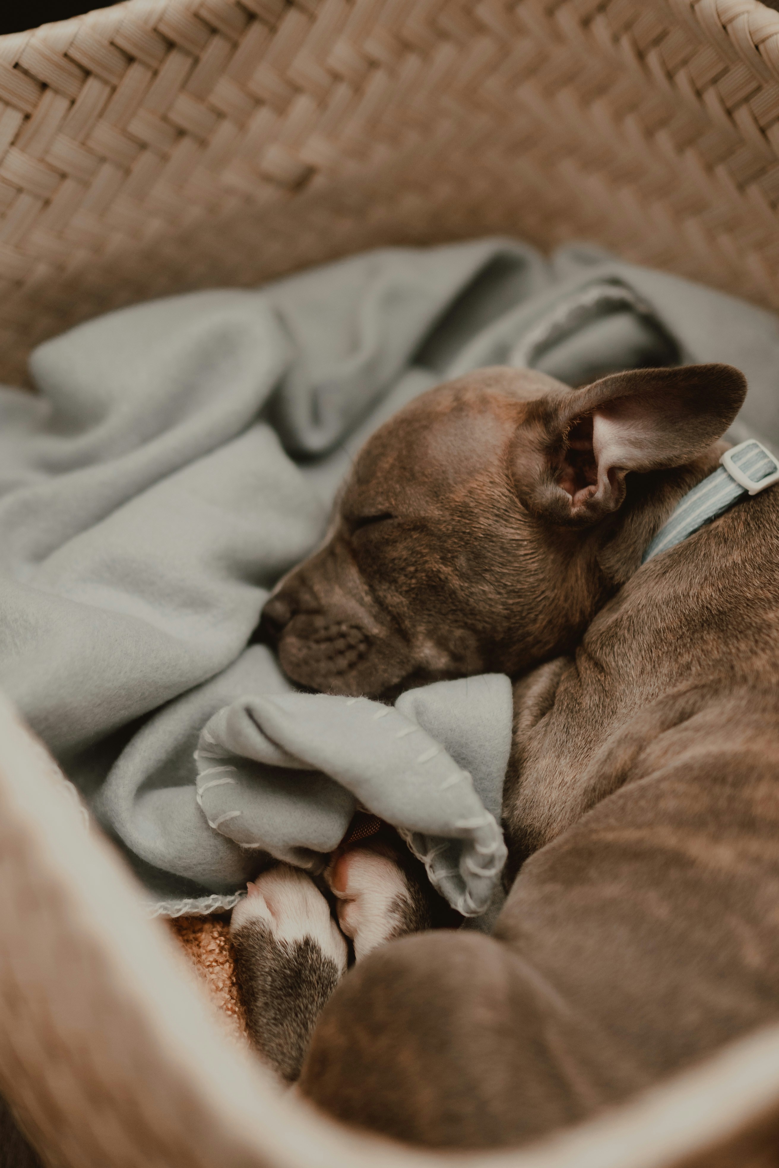Cozy Doze in a Soft Basket