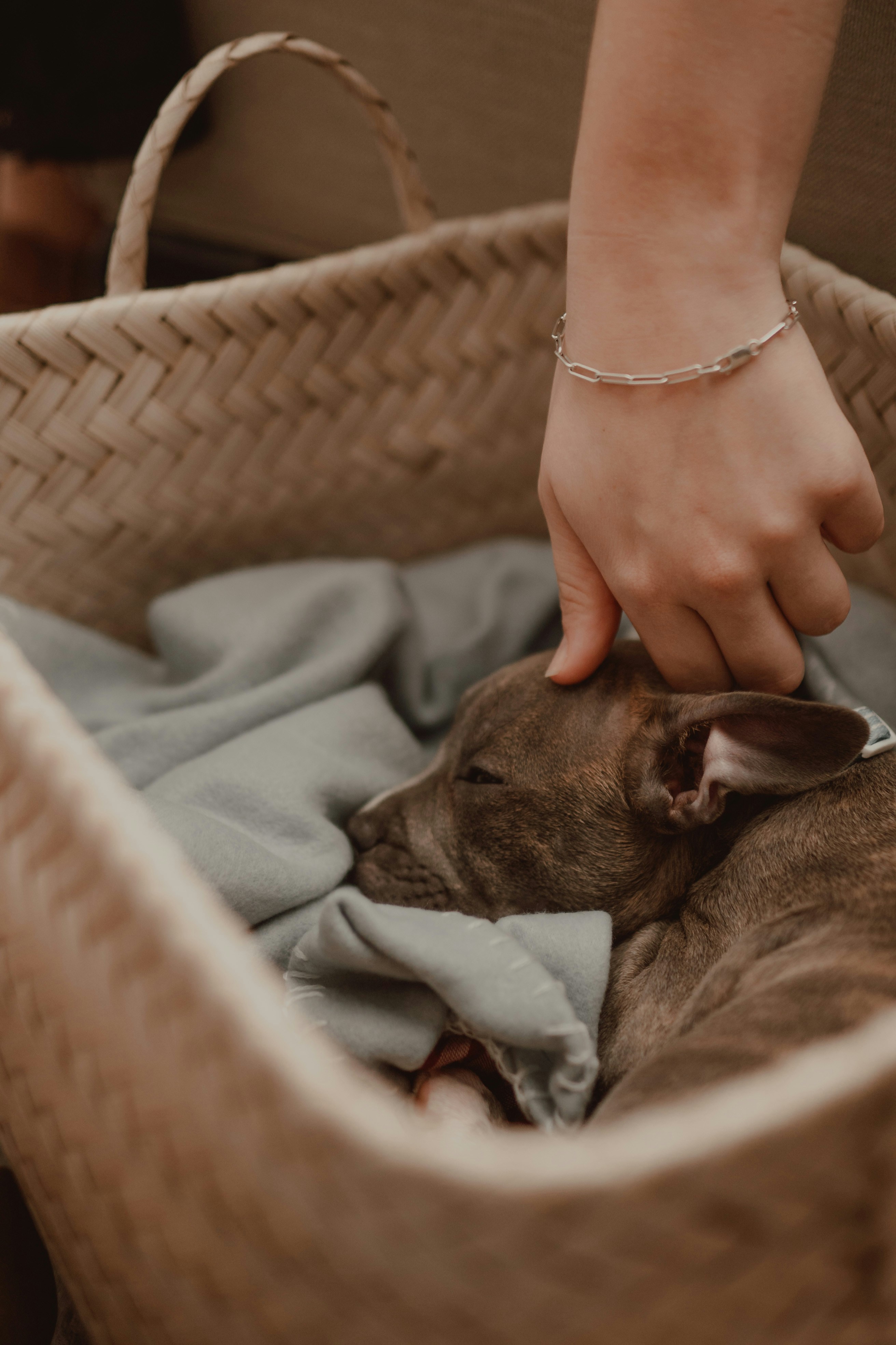 Gentle Touch: A Child's Hand Tends a Resting Pup in a Woven Basket