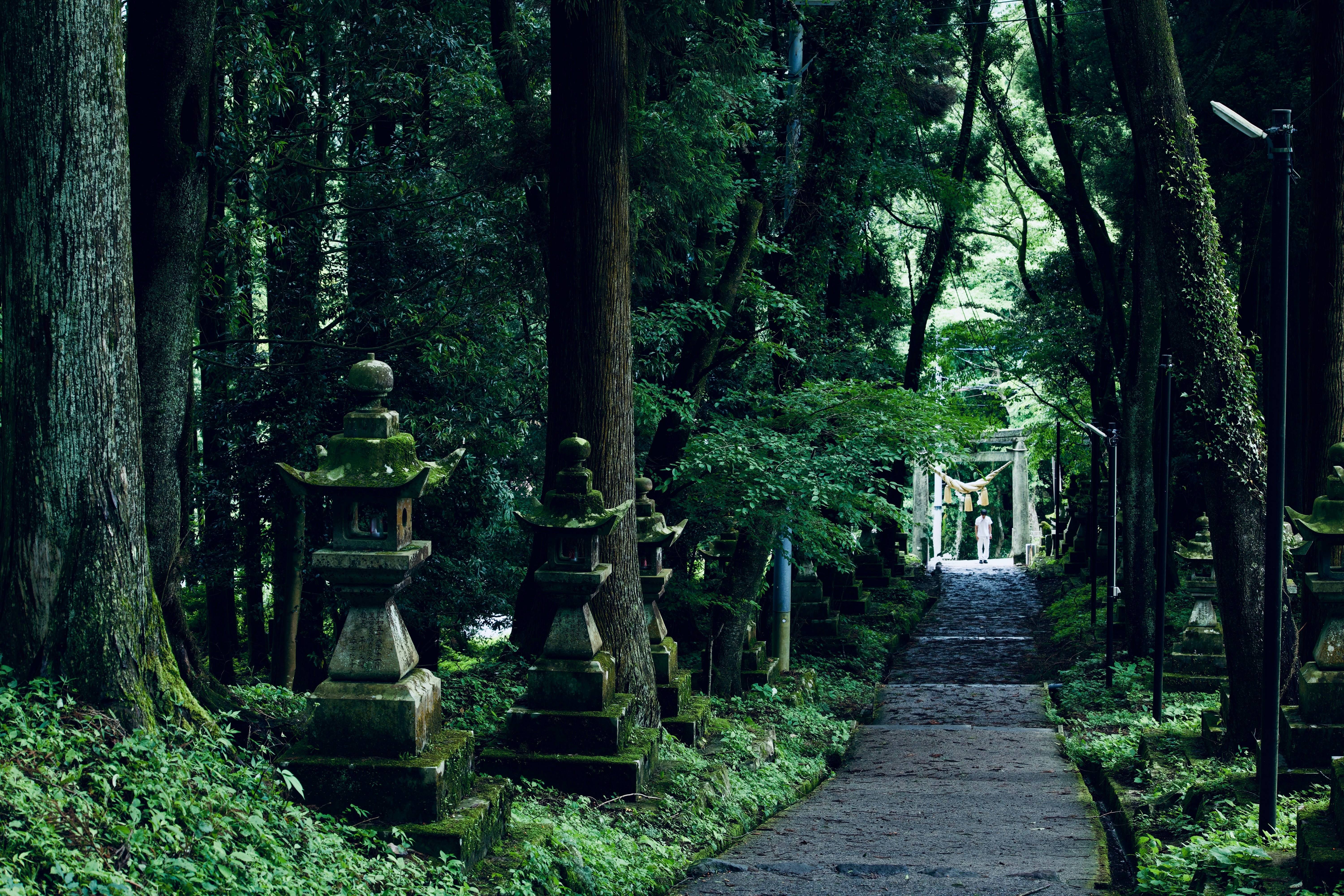 Temple Gate Trail Through a Tranquil Forest