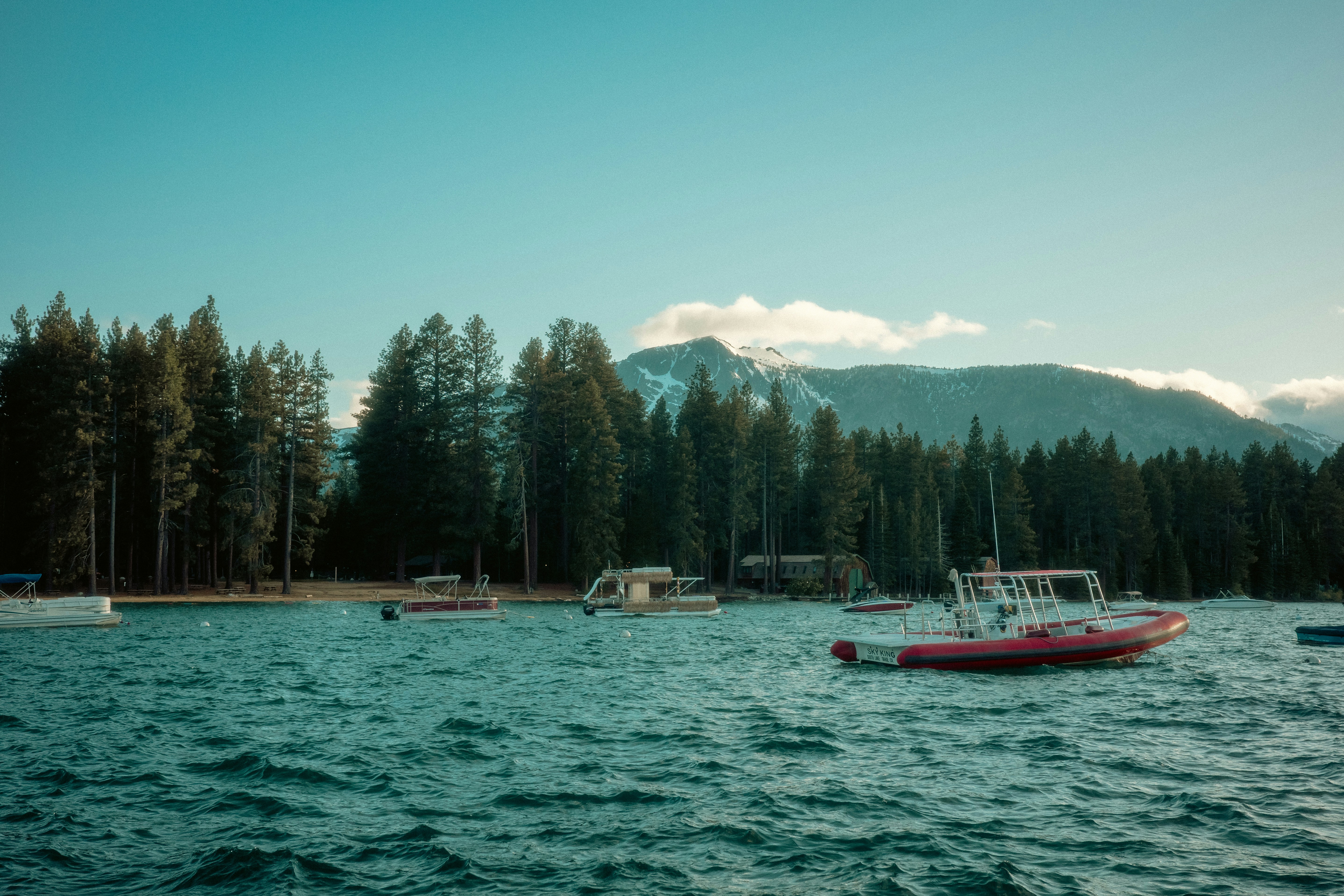 Boat Wake and Pines: Lakeside Vista Under A Clear Sky