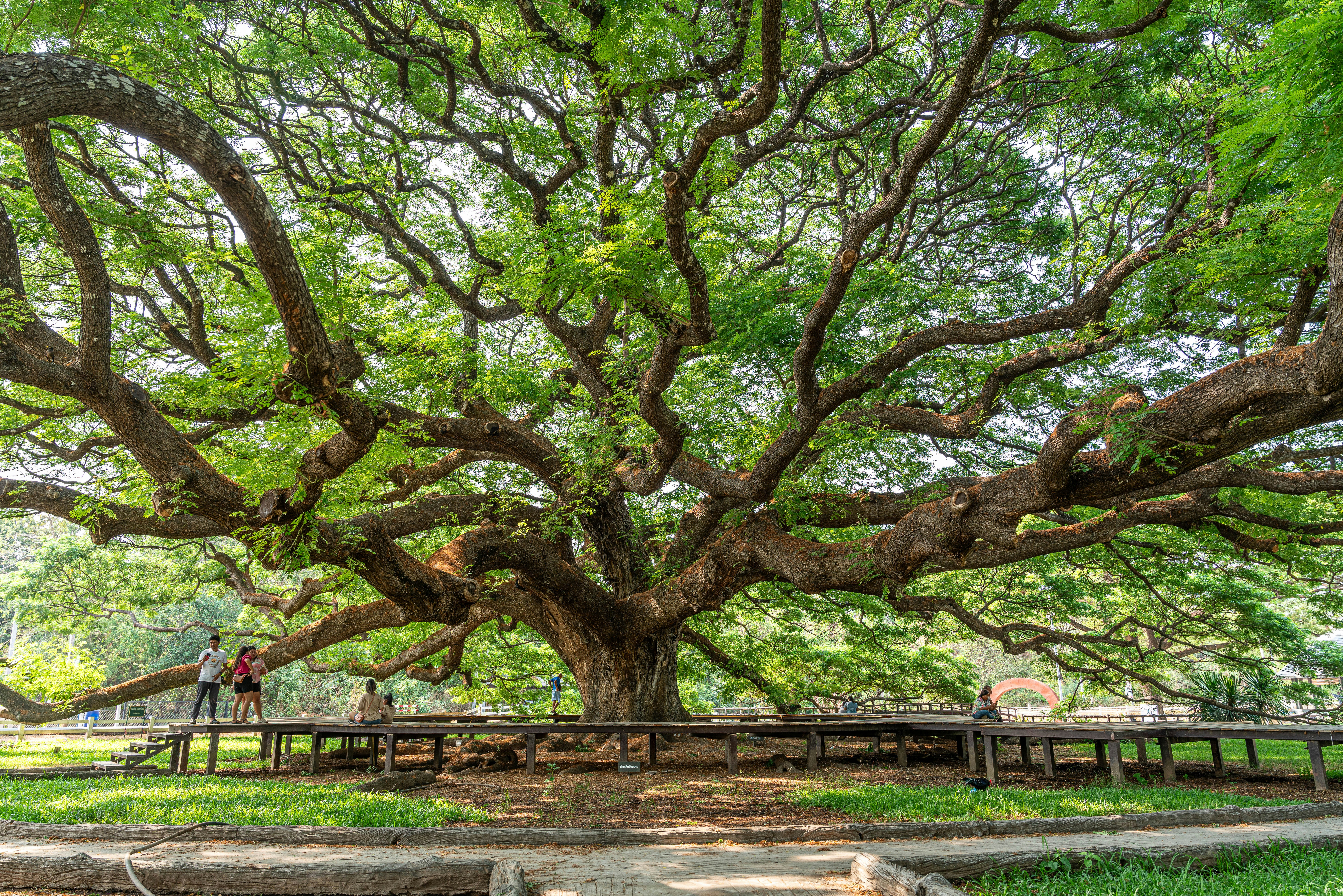 The Guardian of the Park: A Gnarled Canopy Spanning Over Footpath